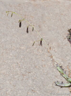 Caralluma R.Br. | Plants of the World Online | Kew Science