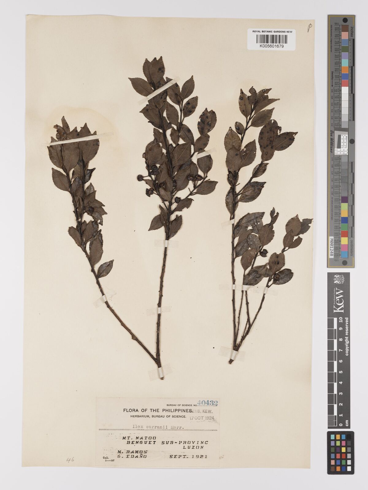 Ilex curranii Merr. | Plants of the World Online | Kew Science