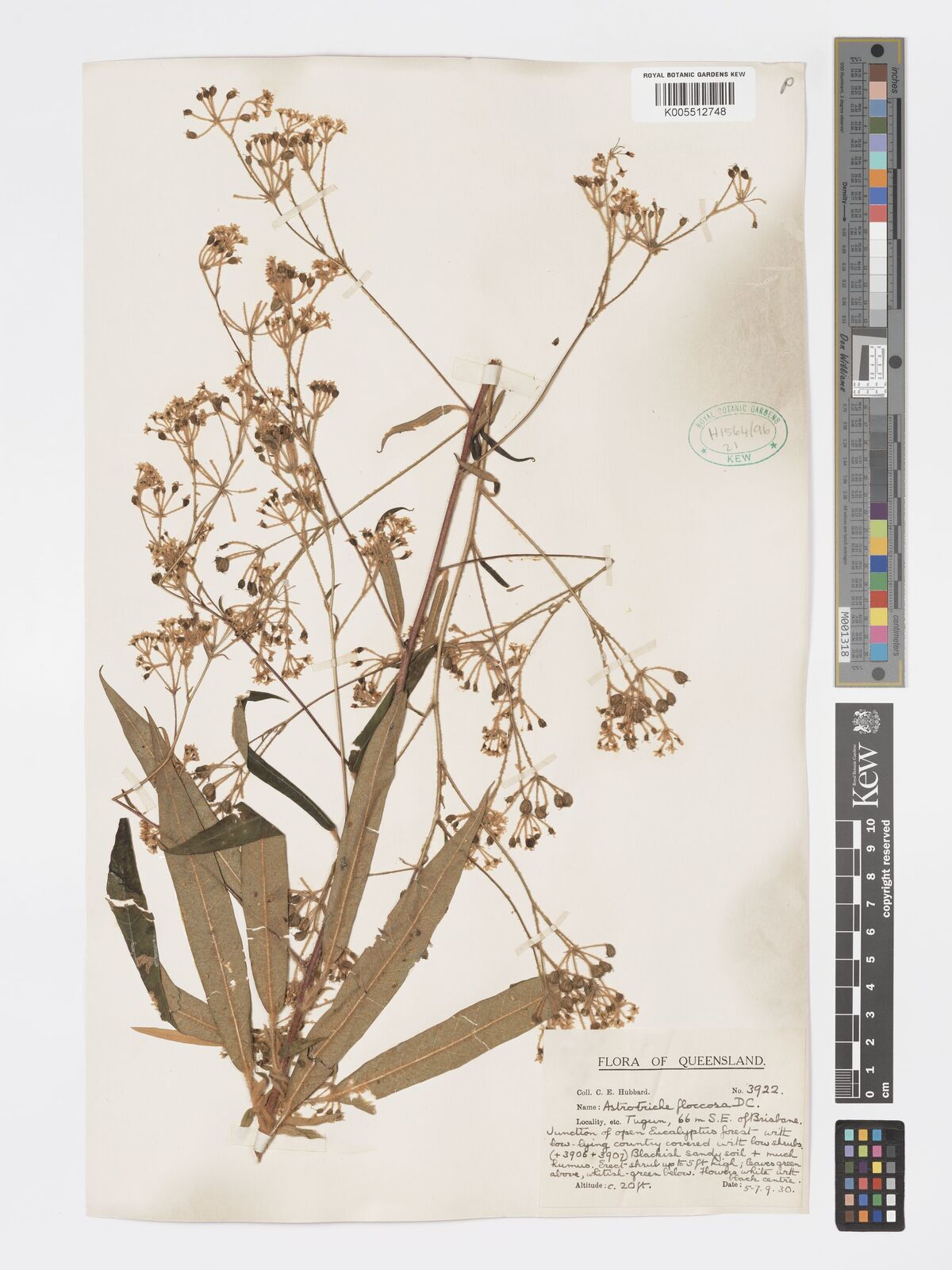 Astrotricha DC. | Plants of the World Online | Kew Science