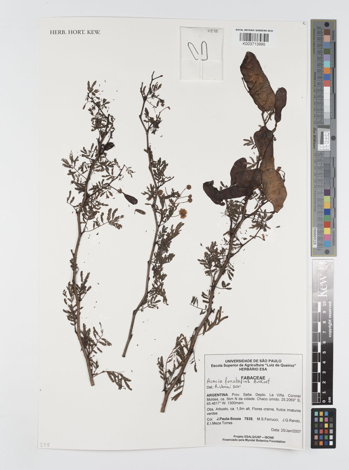 Senegalia gilliesii (Steud.) Seigler & Ebinger | Plants of the World ...