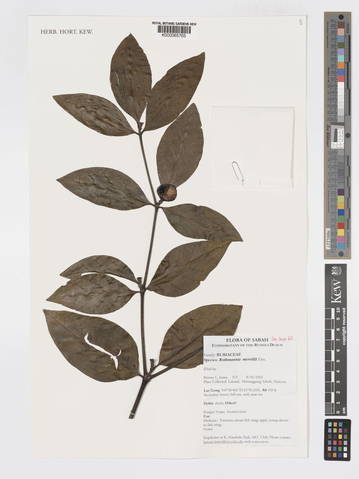 Rothmannia Thunb. | Plants of the World Online | Kew Science