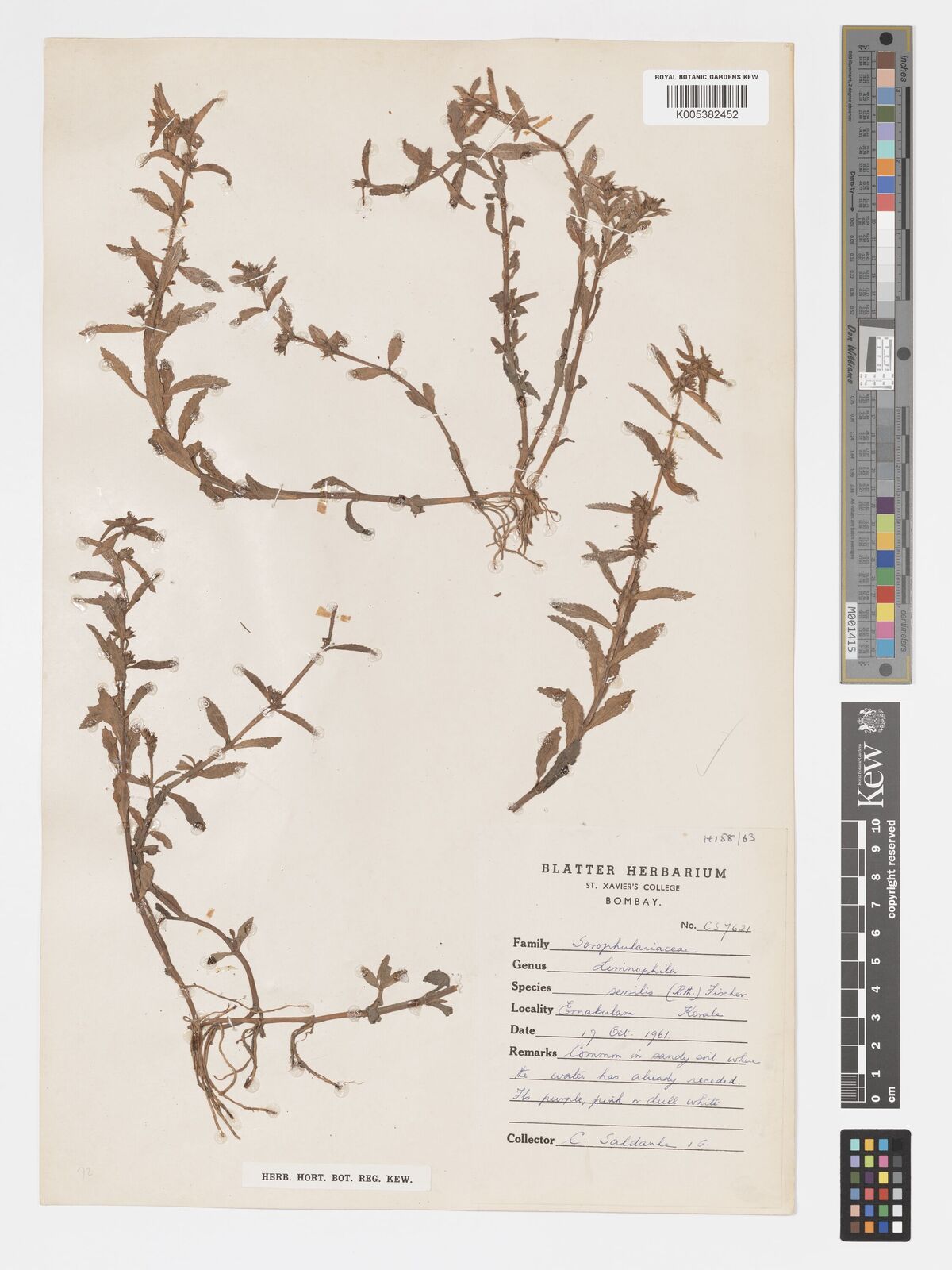 Limnophila repens (Benth.) Benth. | Plants of the World Online | Kew ...