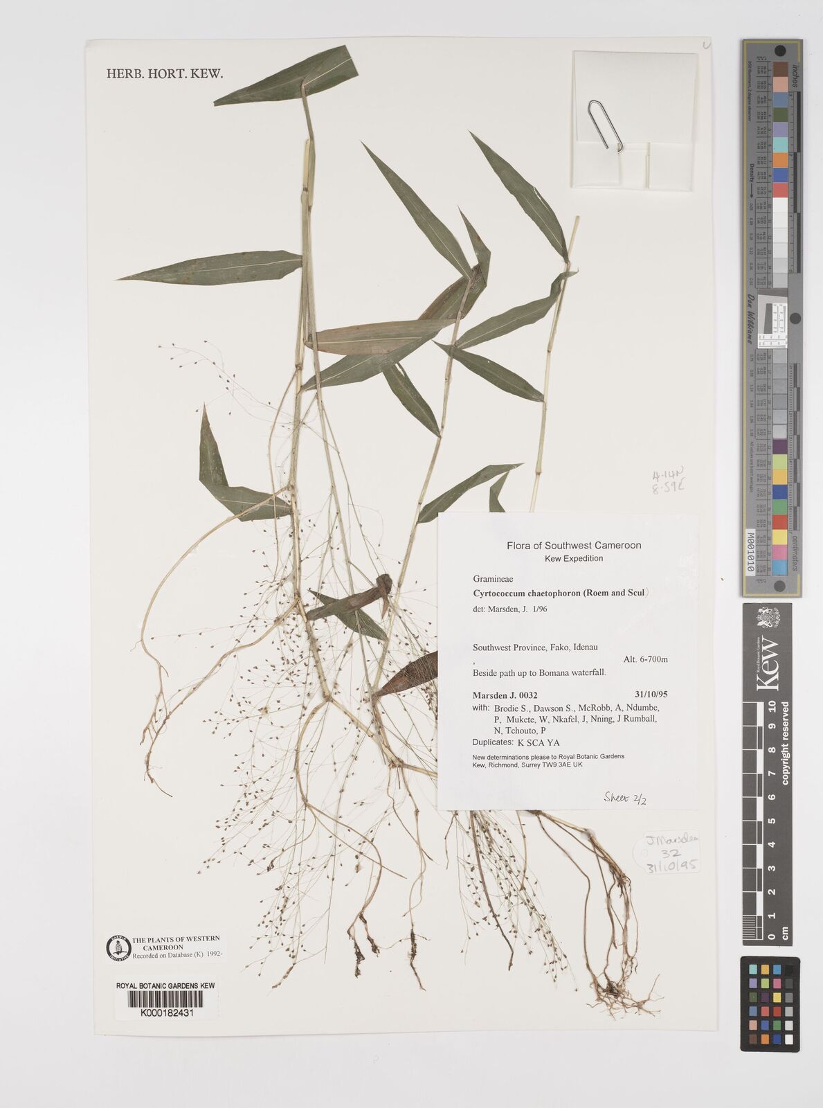 Cyrtococcum chaetophoron (Roem. & Schult.) Dandy | Plants of the World ...