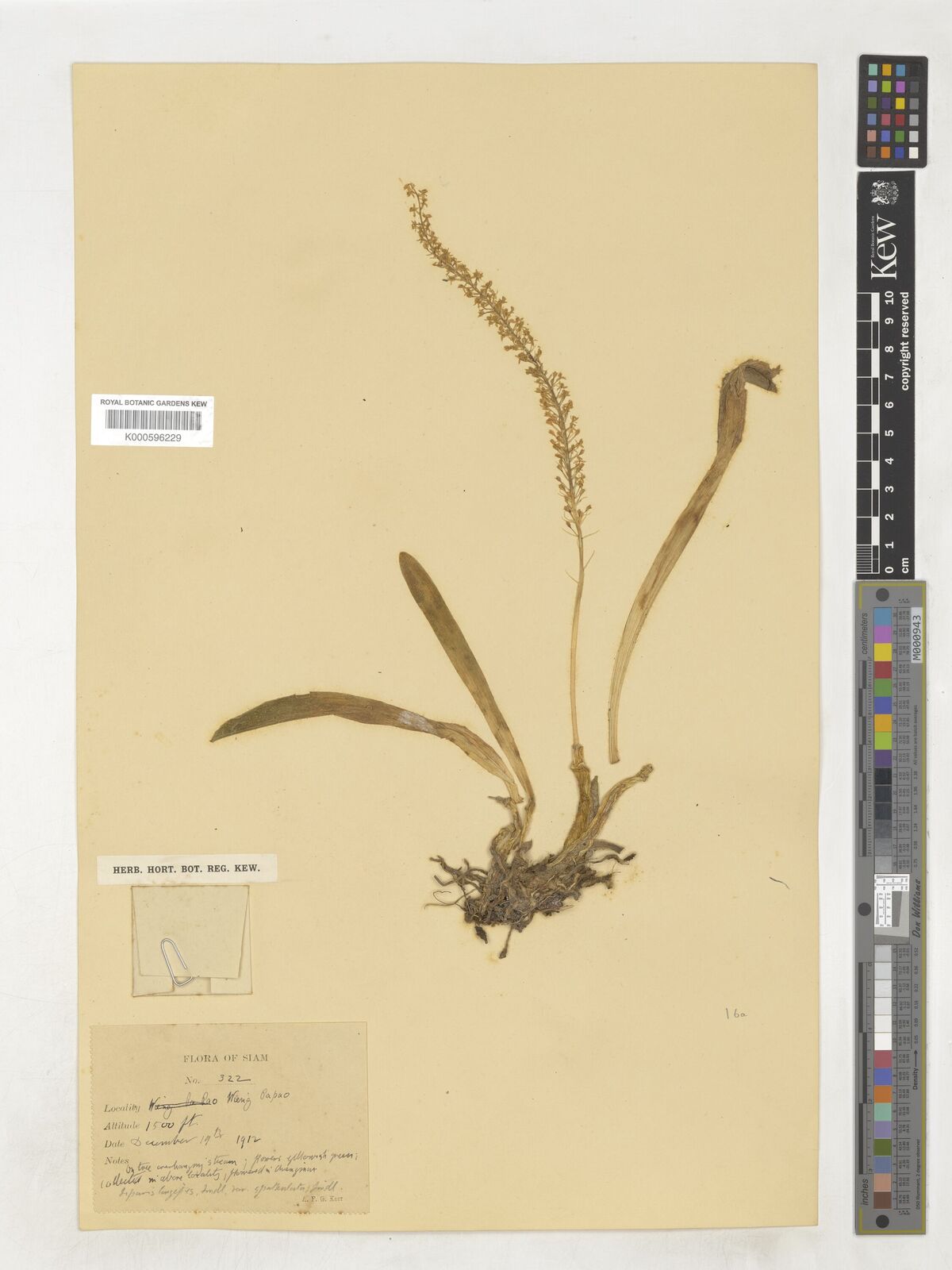 Liparis viridiflora subsp. viridiflora | Plants of the World Online ...