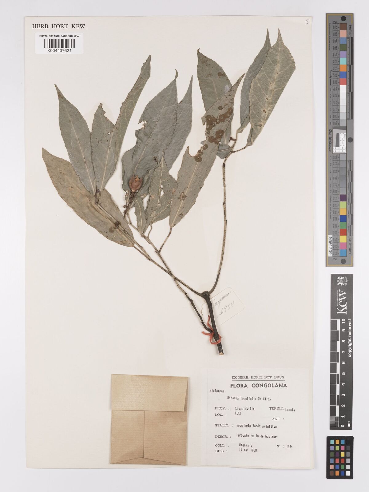 Rinorea longifolia De Wild. | Plants of the World Online | Kew Science