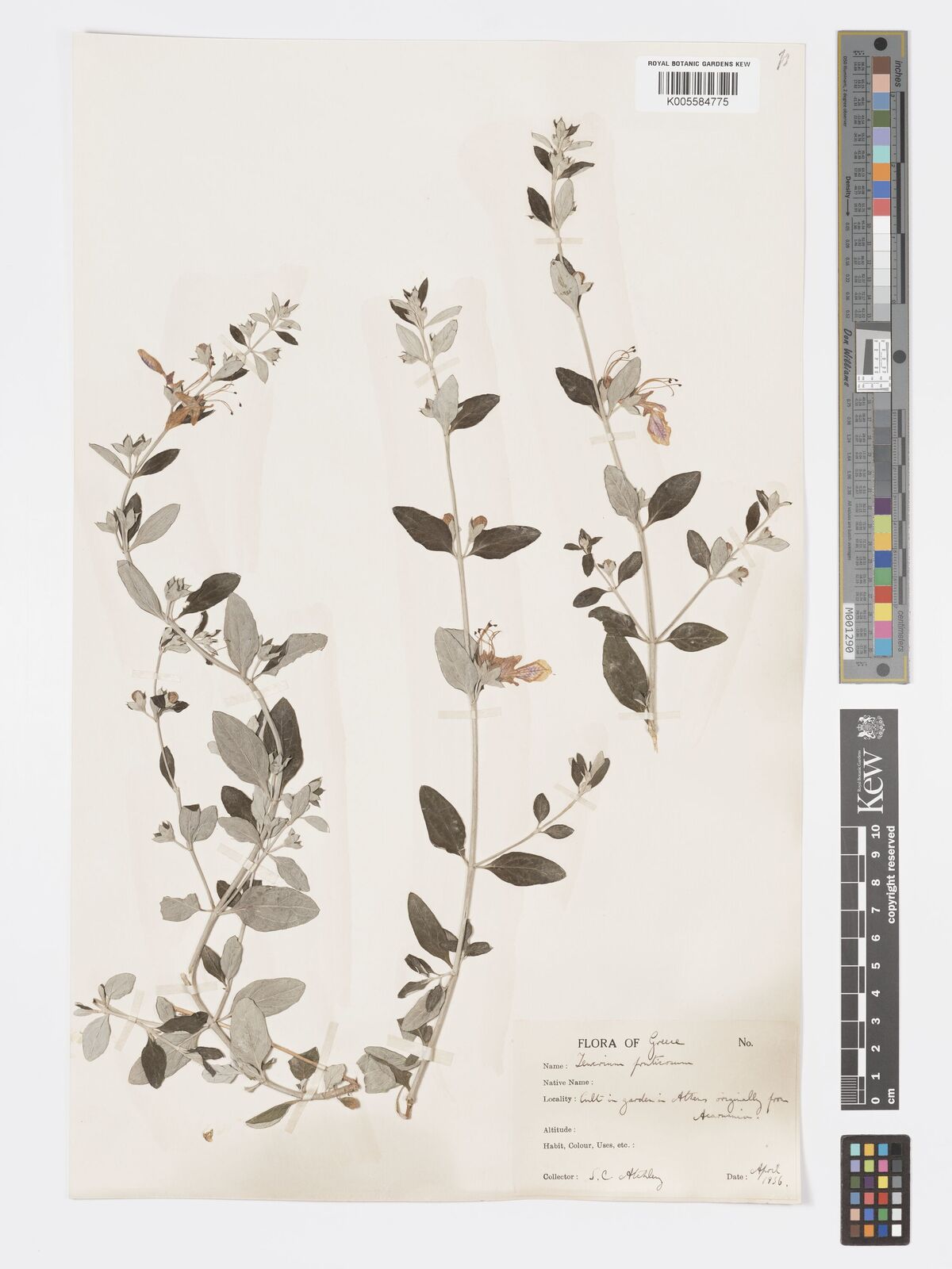 Teucrium fruticans L. | Plants of the World Online | Kew Science