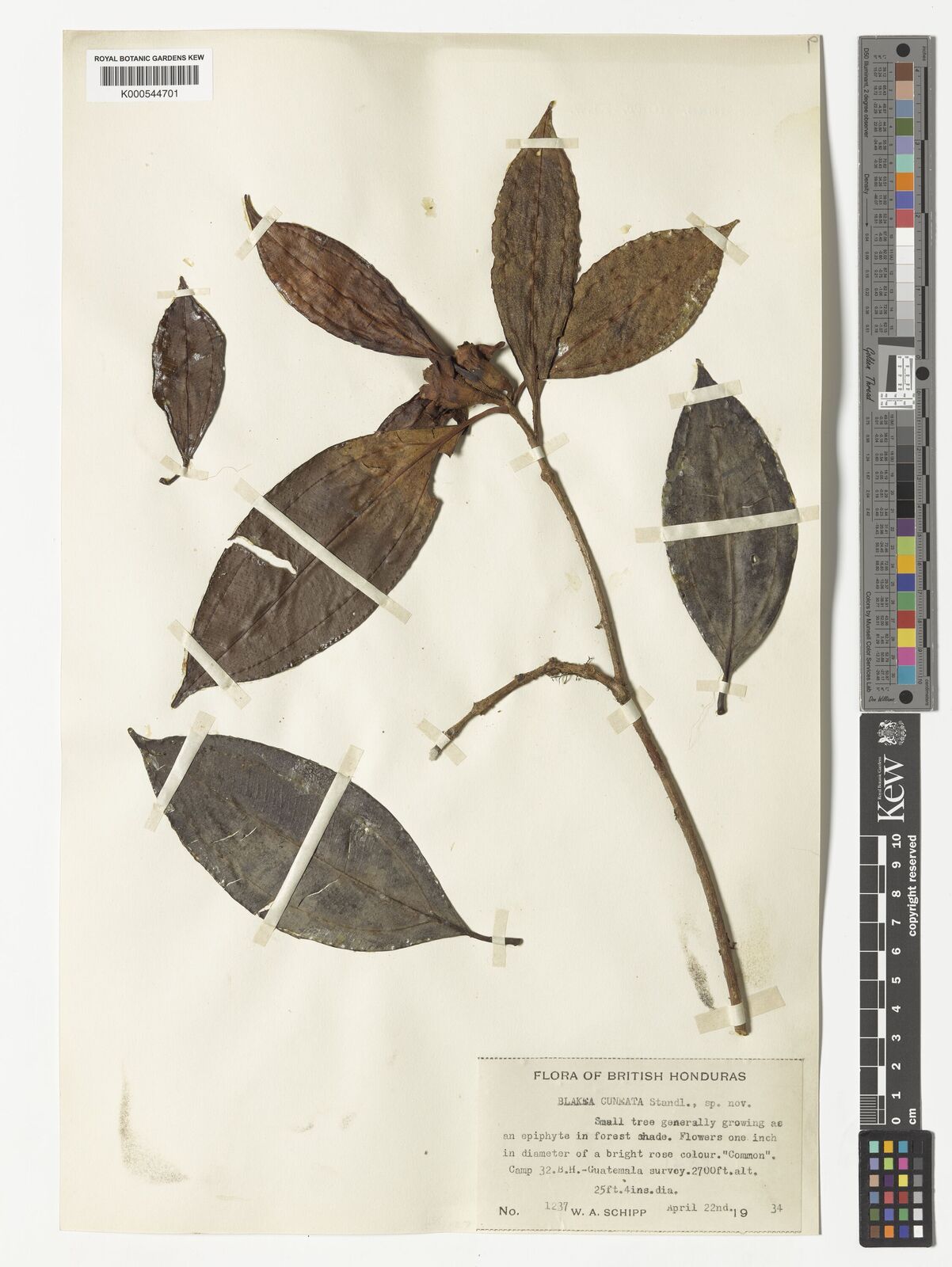 Blakea cuneata Standl. | Plants of the World Online | Kew Science