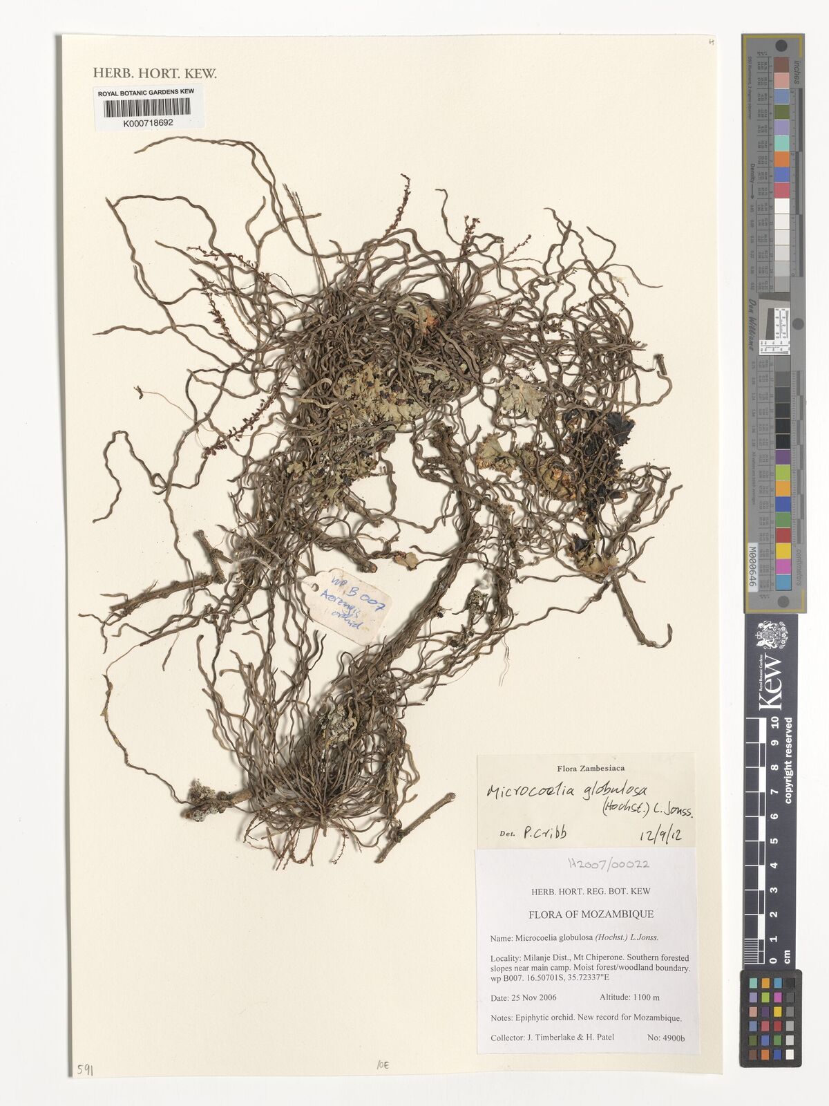 Microcoelia globulosa (Hochst.) L.Jonss. | Plants of the World Online ...