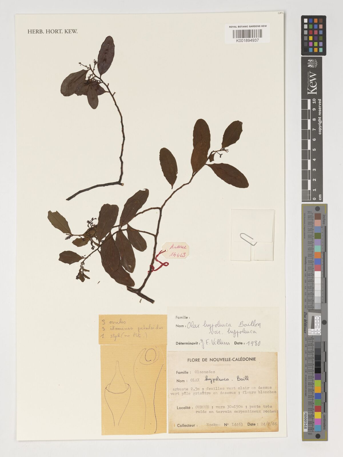 Olax hypoleuca var. hypoleuca | Plants of the World Online | Kew Science