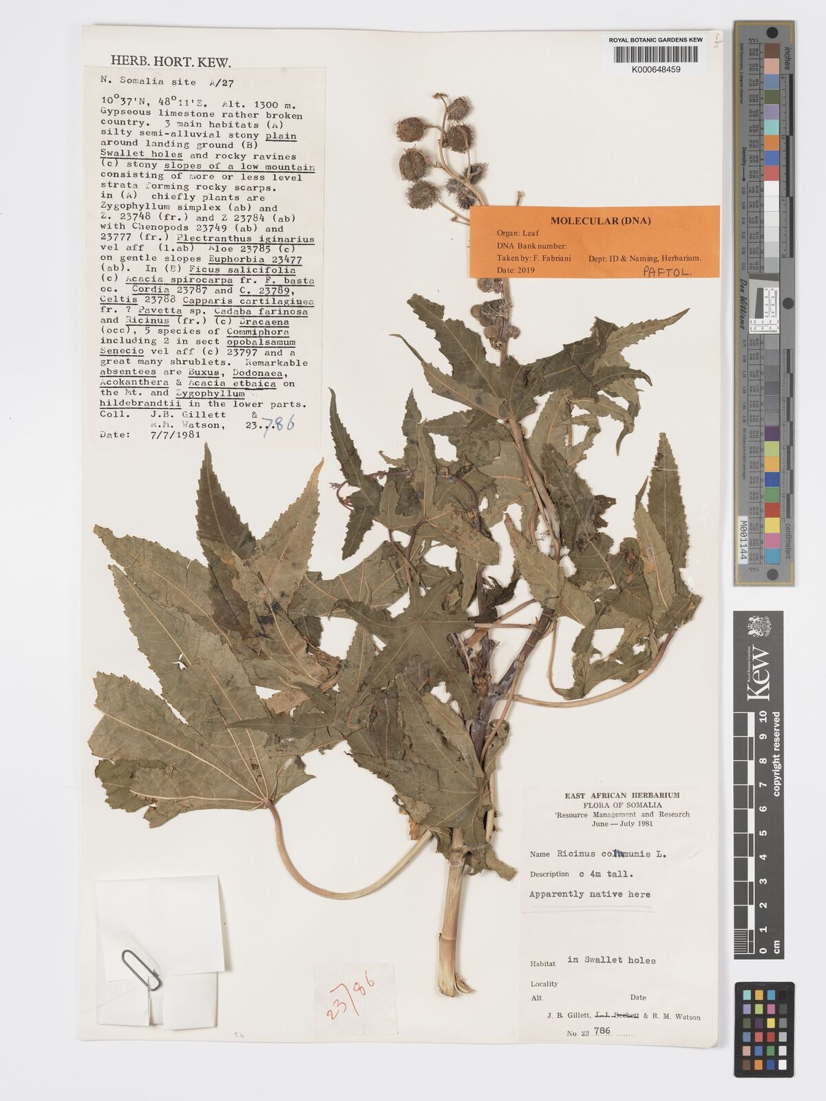 Ricinus communis L. | Plants of the World Online | Kew Science
