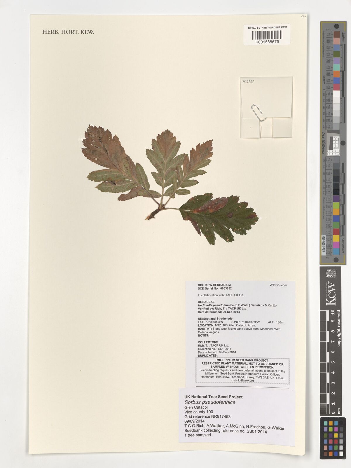 Hedlundia pseudofennica (E.F.Warb.) Sennikov & Kurtto | Plants of the ...