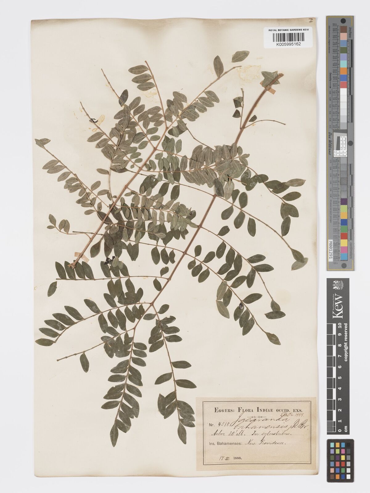 Jacaranda caerulea (L.) J.St.-Hil. | Plants of the World Online | Kew ...