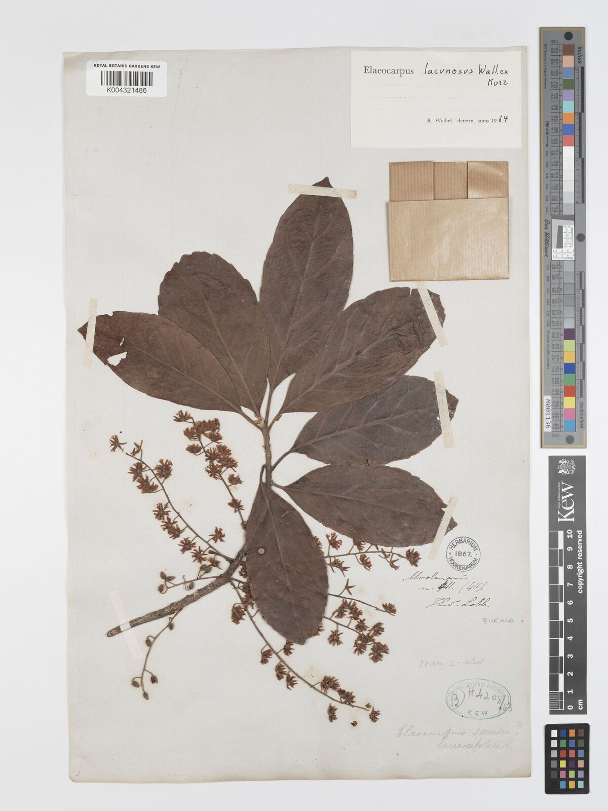 Elaeocarpus lacunosus Wall. ex Kurz | Plants of the World Online | Kew ...