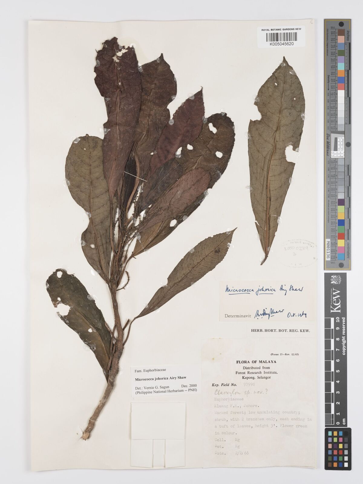Micrococca johorica Airy Shaw | Plants of the World Online | Kew Science