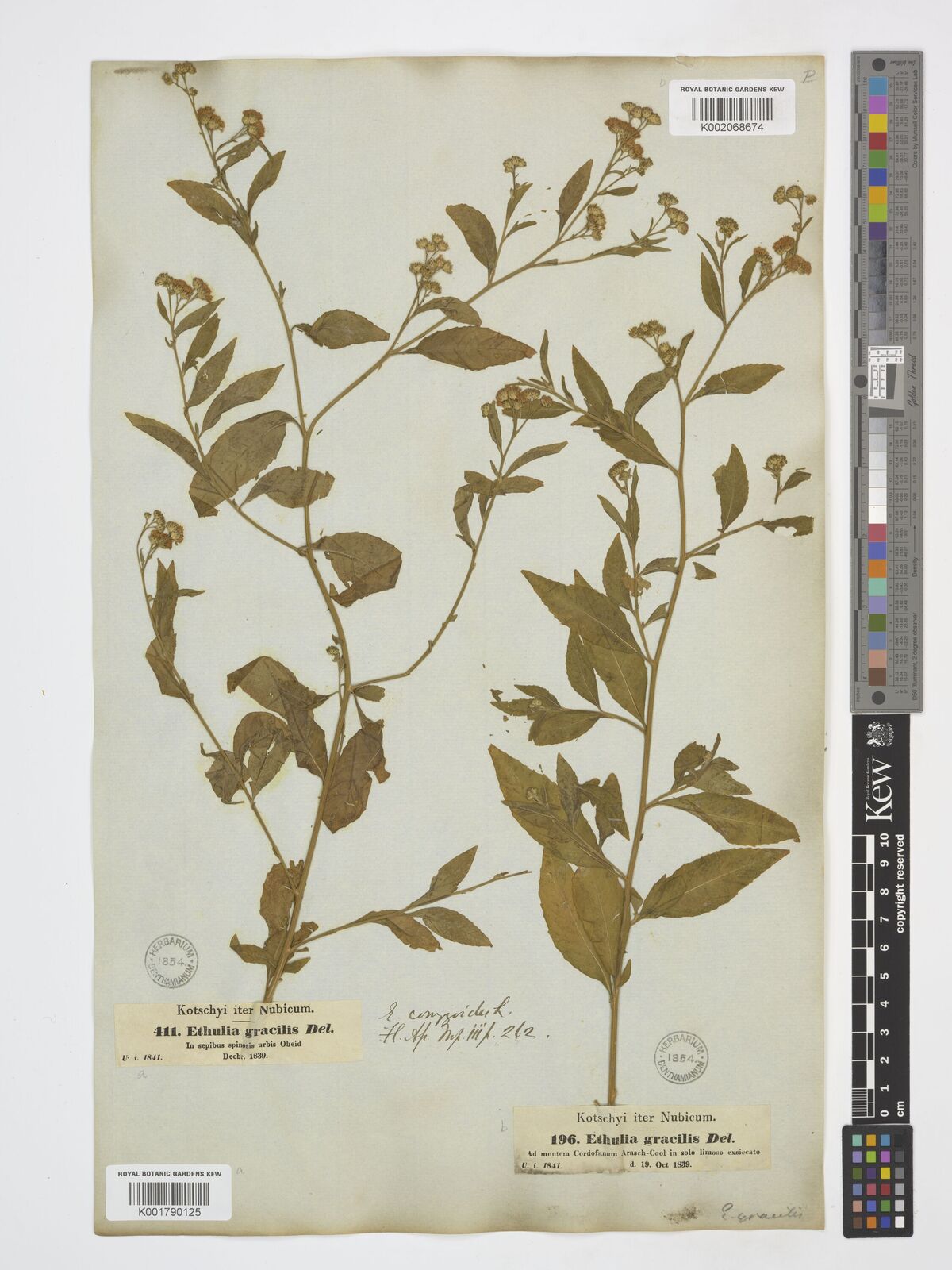 Ethulia gracilis Delile | Plants of the World Online | Kew Science