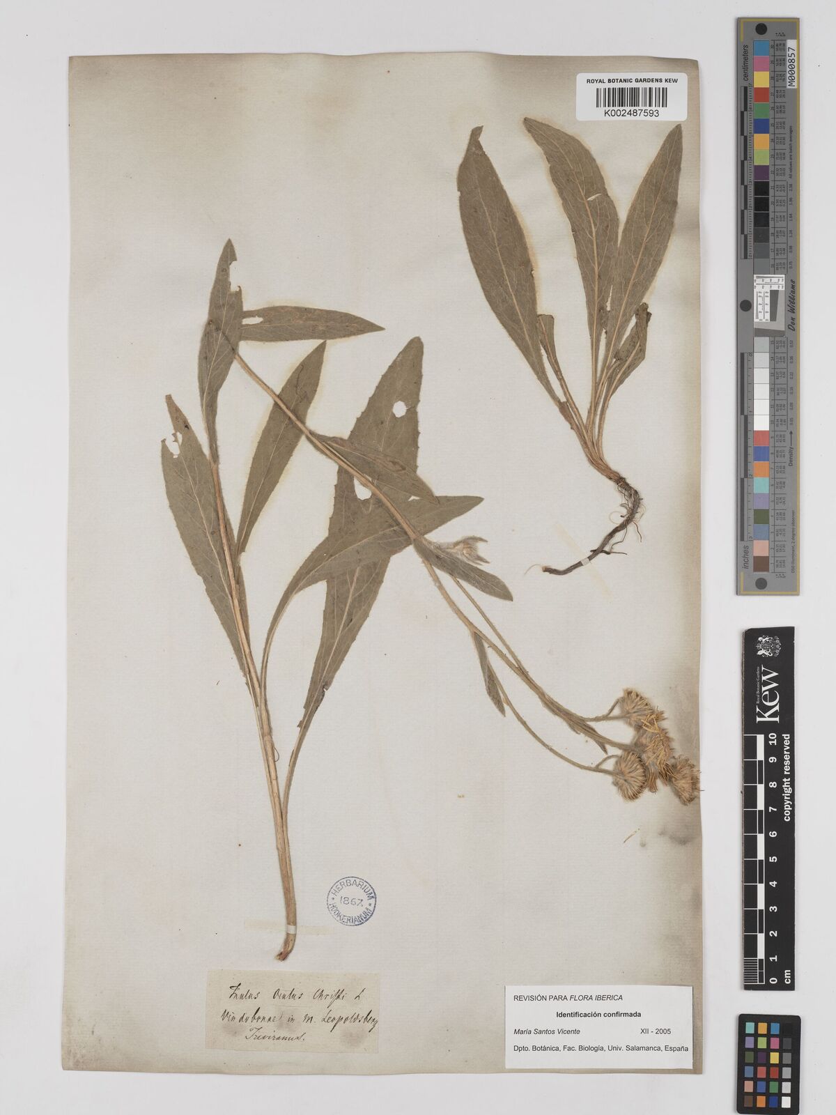 Pentanema oculus-christi (L.) D.Gut.Larr., Santos-Vicente, Anderb., E ...