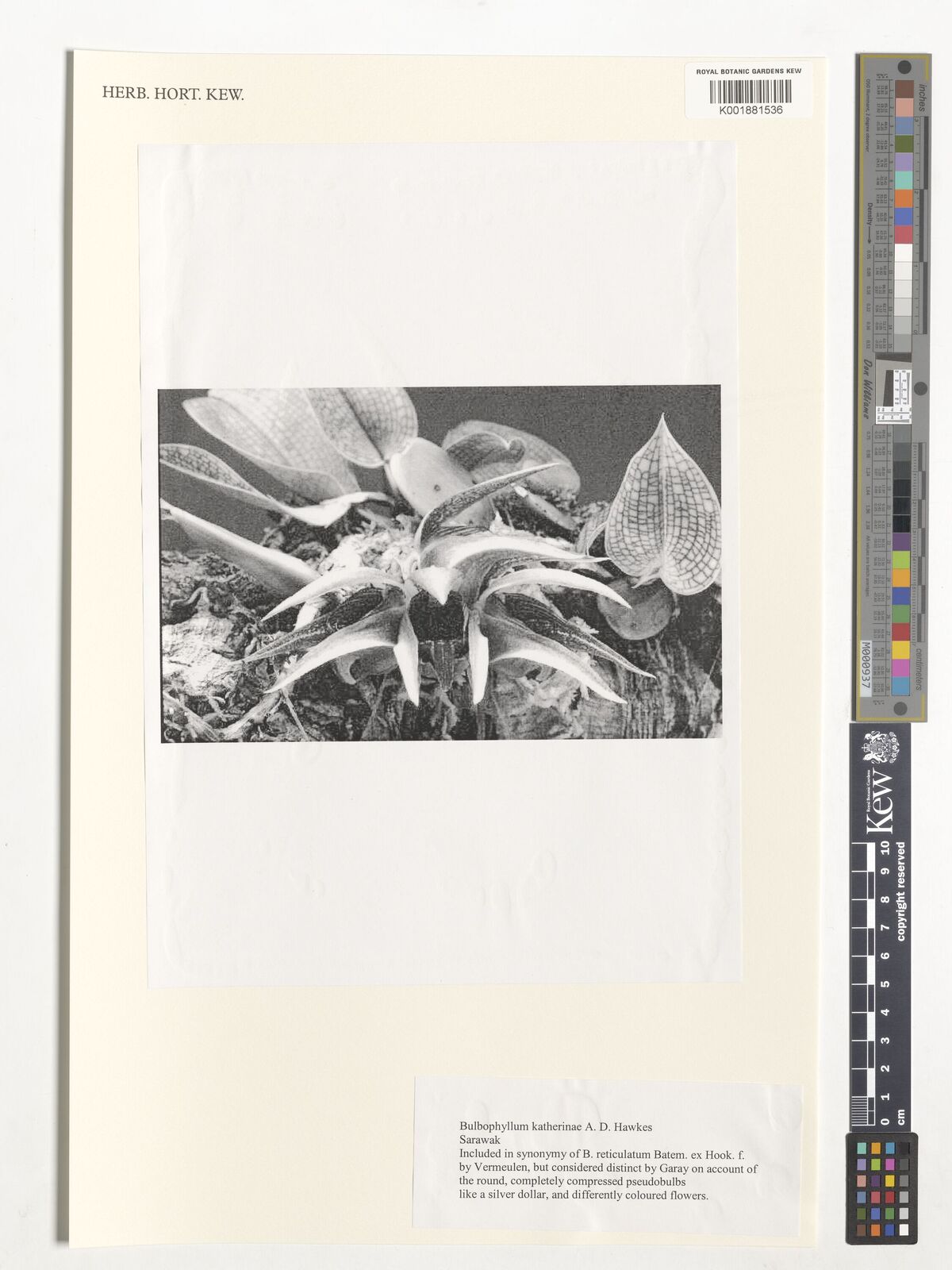 Bulbophyllum reticulatum Bateman ex Hook.f. | Plants of the World ...