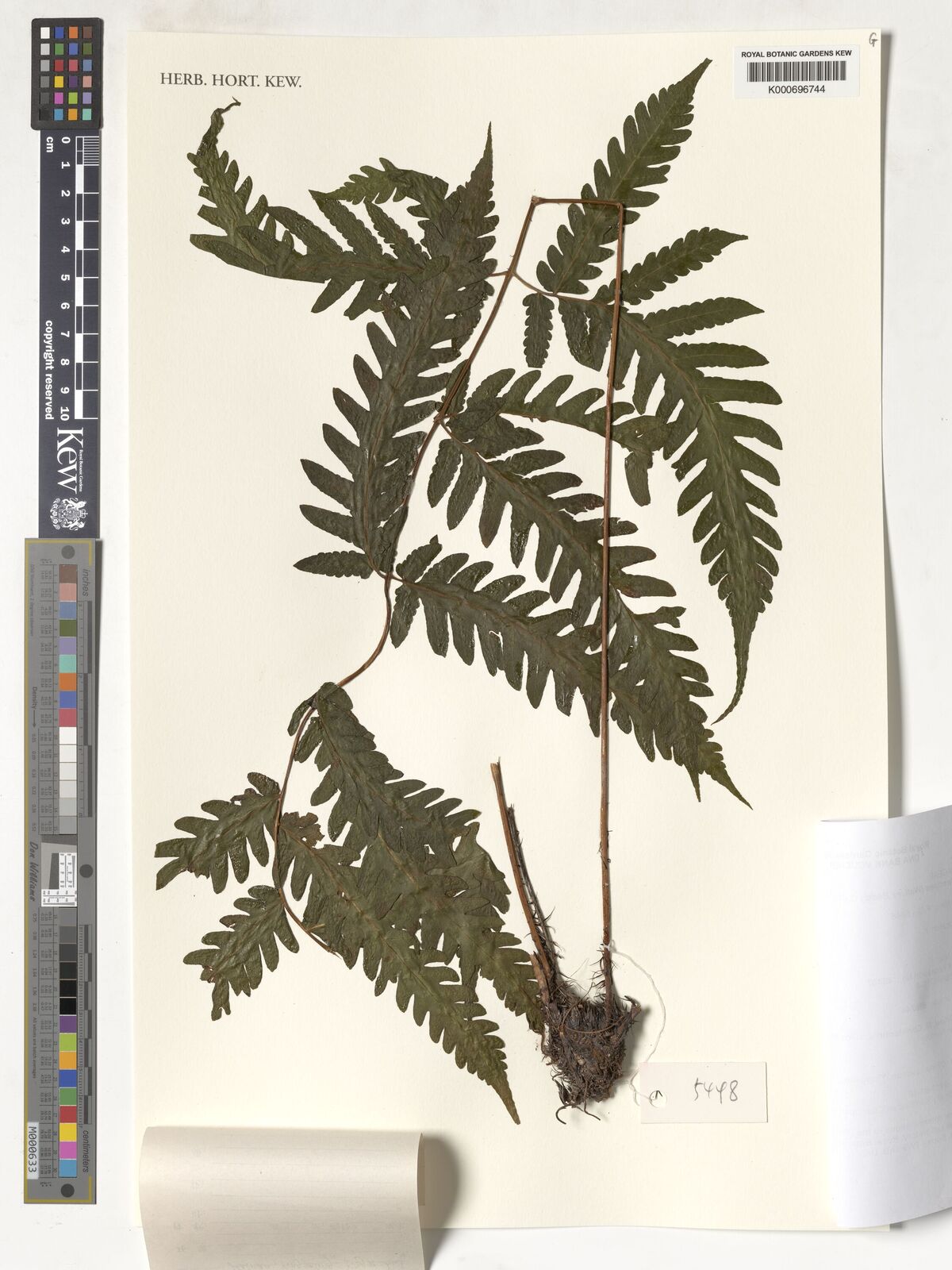 Tectaria fuscipes (Wall. ex Bedd.) C.Chr. | Plants of the World Online ...