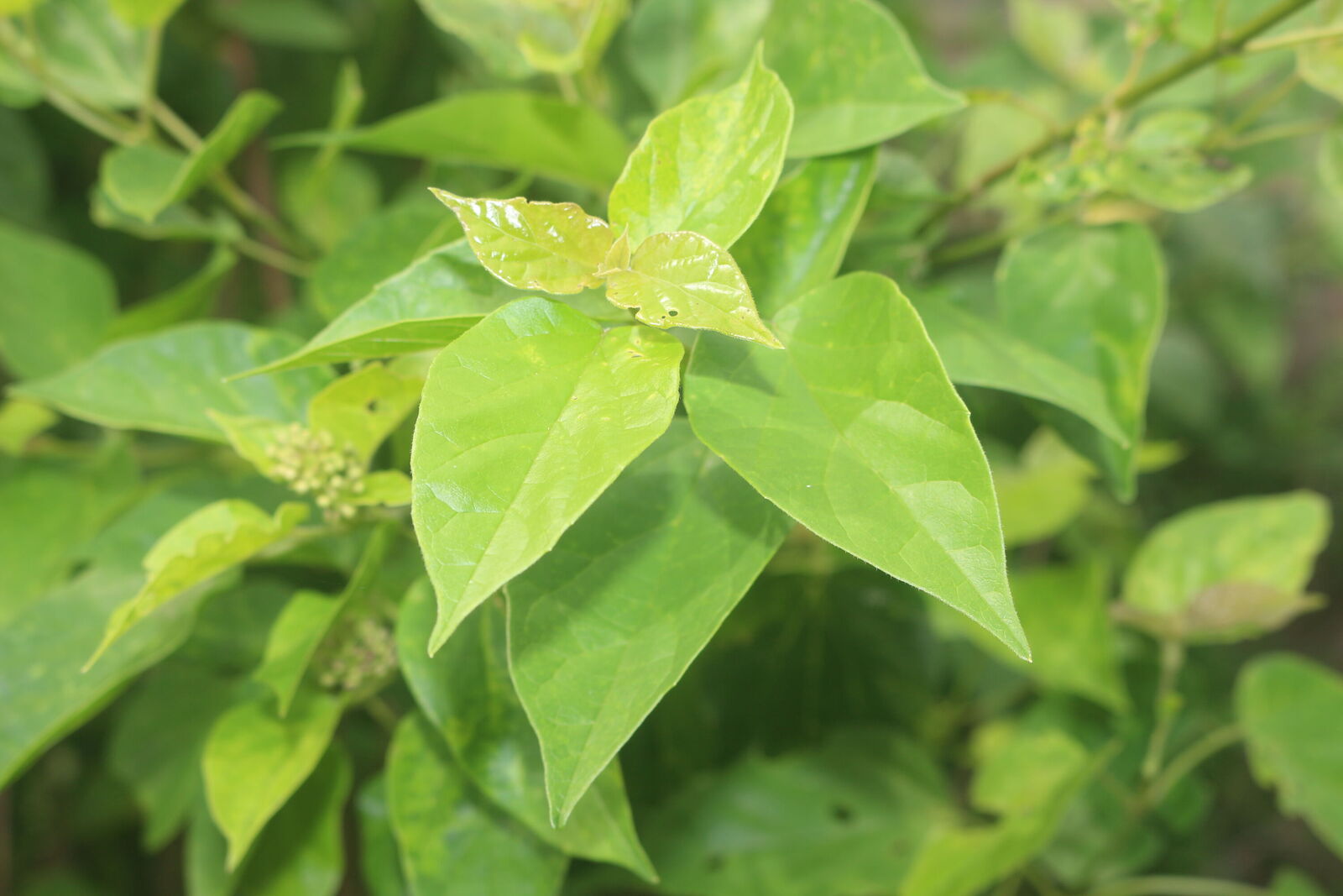 Premna corymbosa Rottler | Plants of the World Online | Kew Science