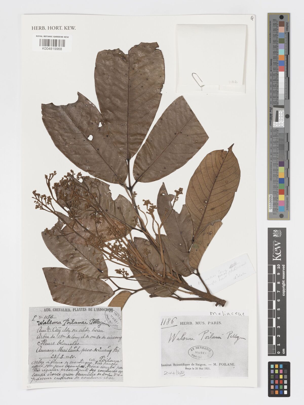 Walsura poilanei Pellegr. | Plants of the World Online | Kew Science
