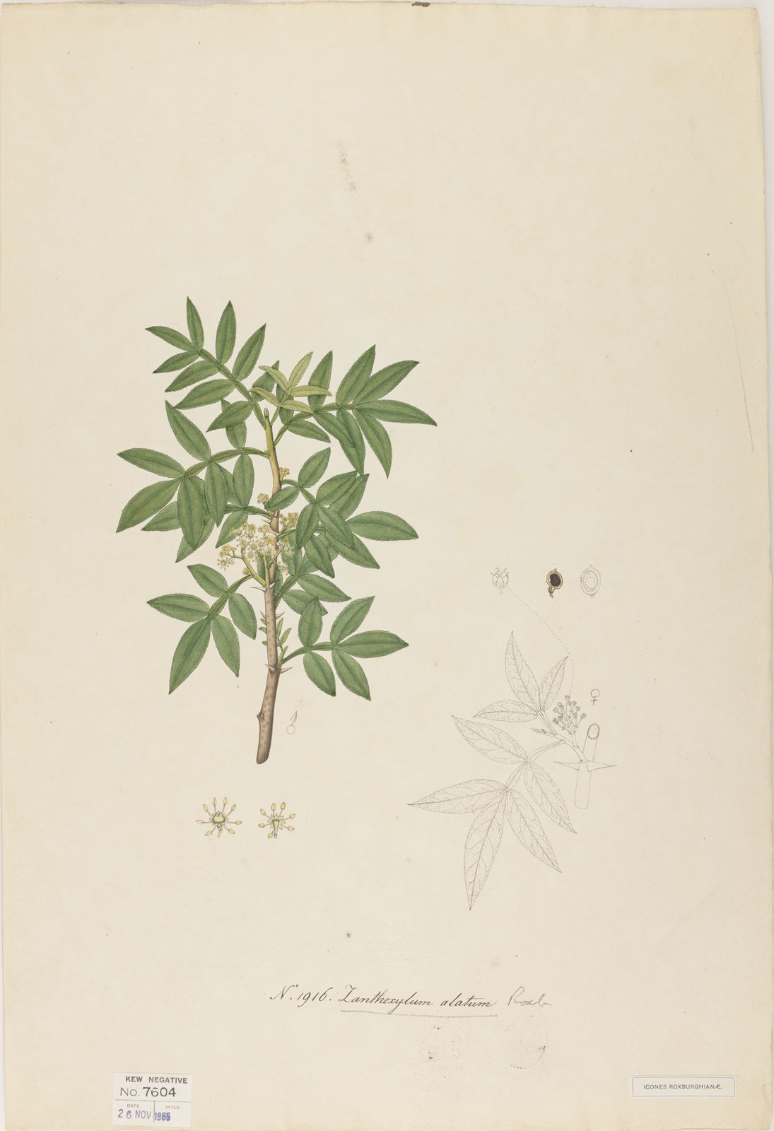 Zanthoxylum armatum var. armatum | Plants of the World Online | Kew Science