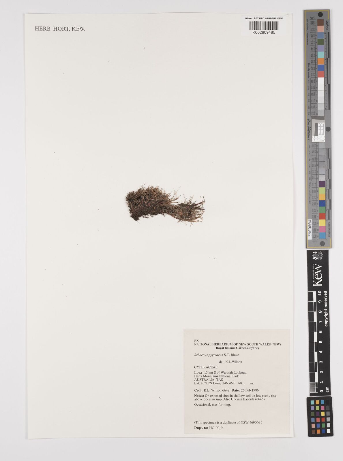 Schoenus pygmaeus S.T.Blake | Plants of the World Online | Kew Science