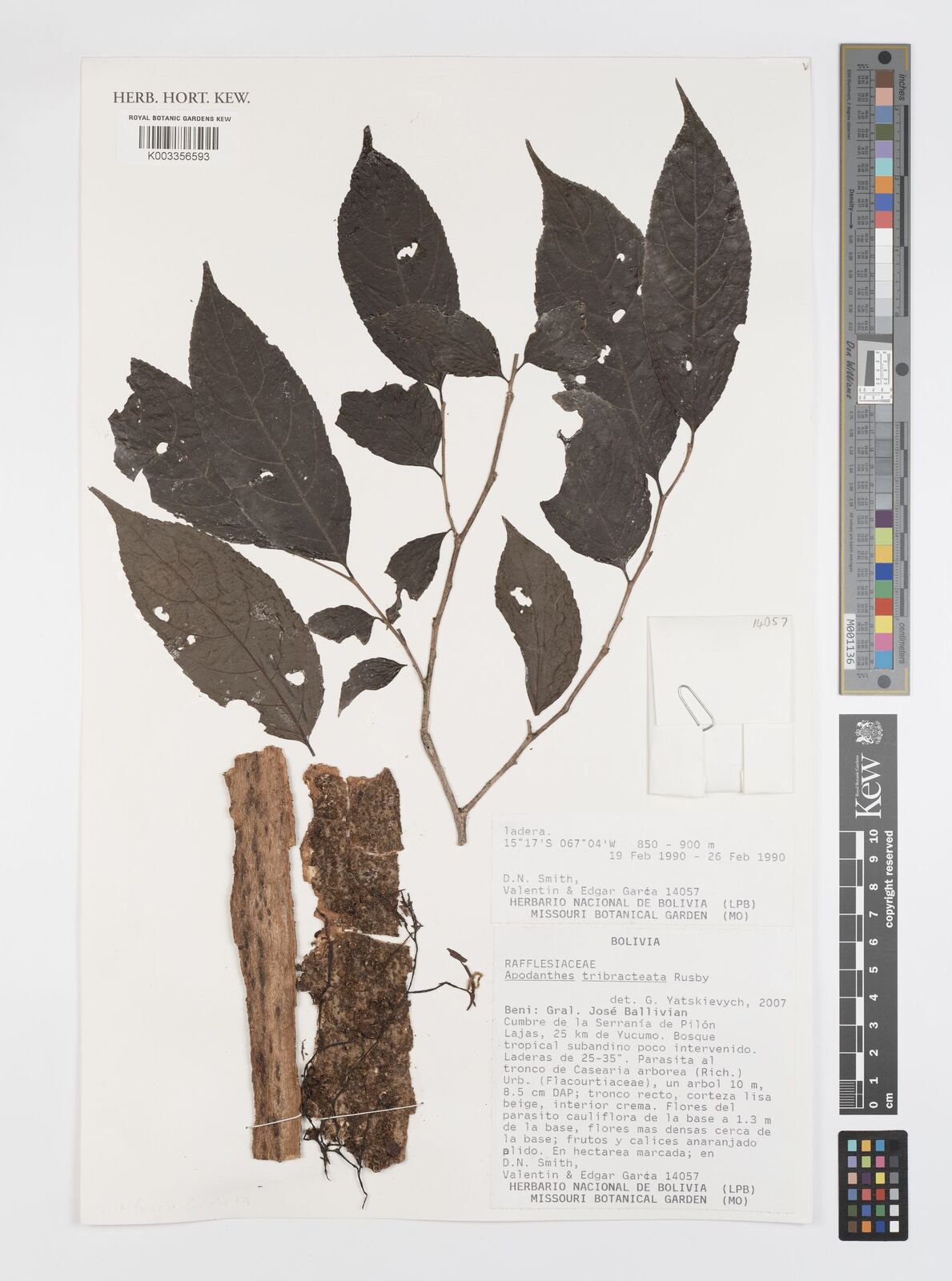 Apodanthes caseariae Poit. | Colombian Plants made accessible