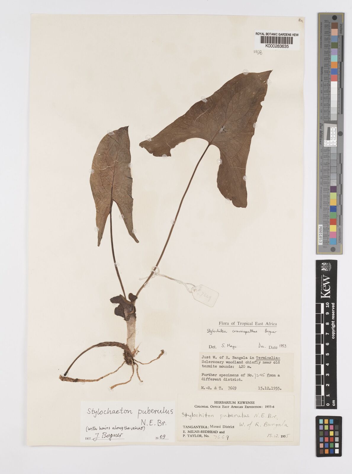 Stylochiton puberulus N.E.Br. | Plants of the World Online | Kew Science