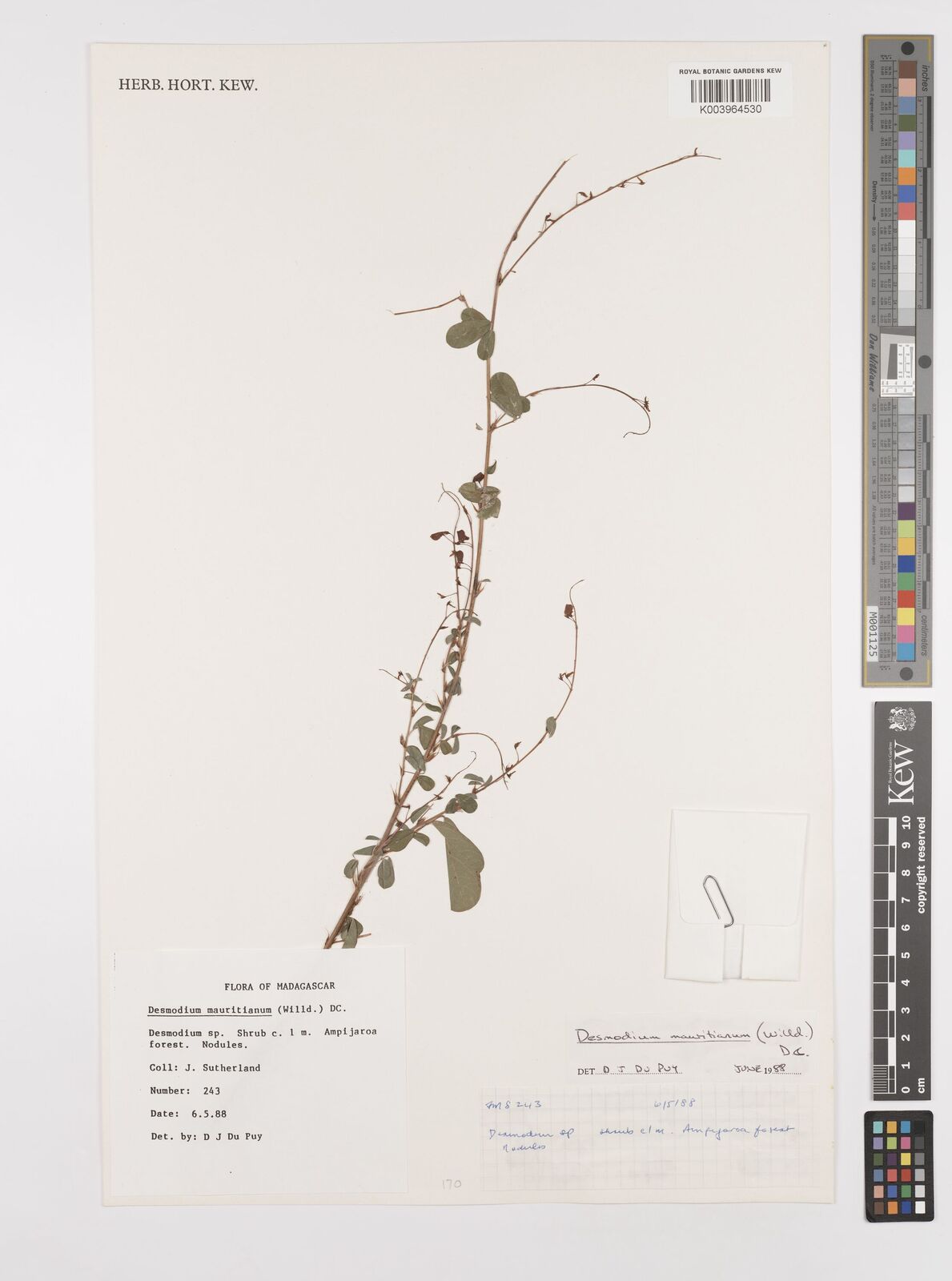 Desmodium incanum (Sw.) DC. | Plants of the World Online | Kew Science