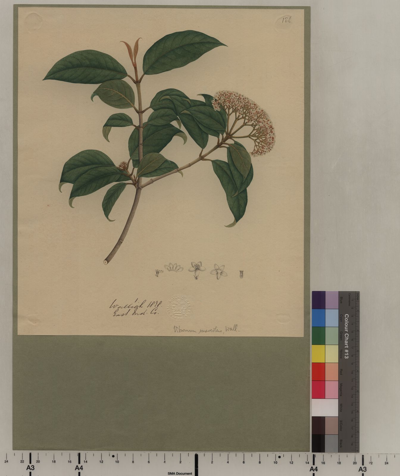 Viburnum punctatum Buch.-Ham. ex D.Don | Plants of the World Online ...
