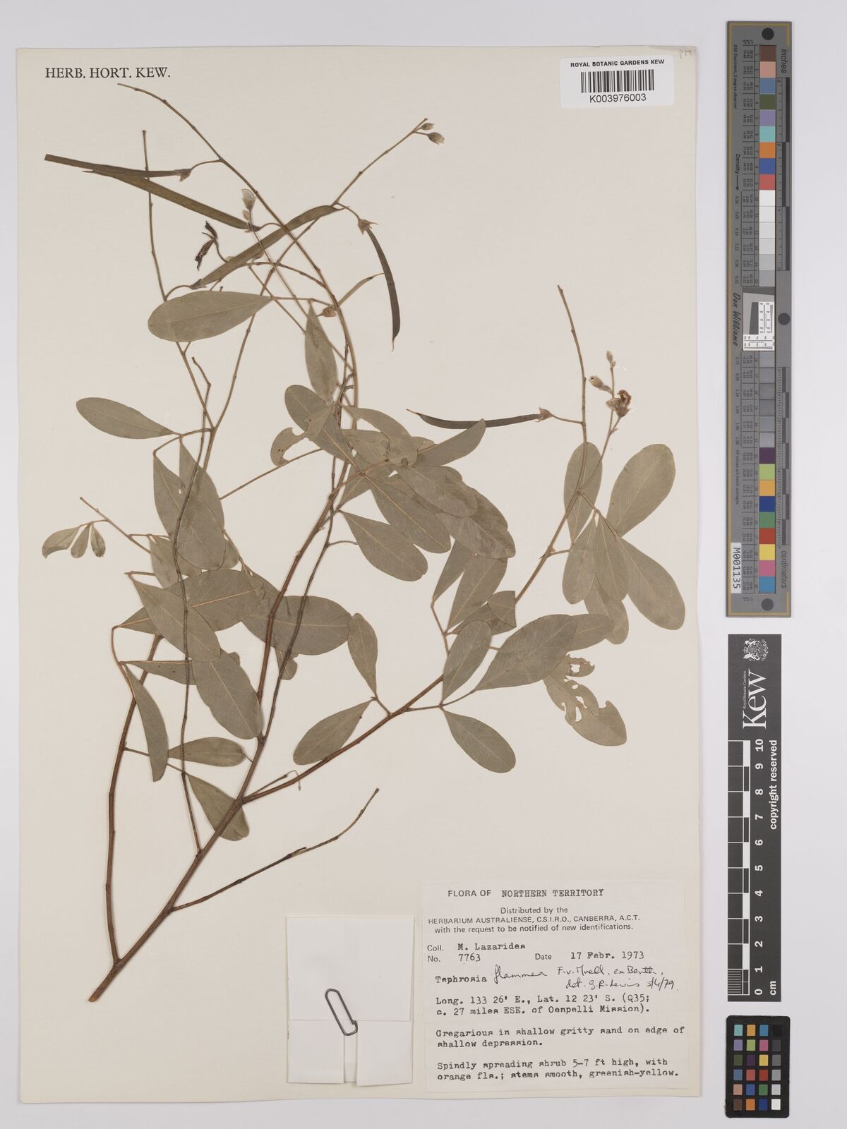 Tephrosia conspicua W.Fitzg. | Plants of the World Online | Kew Science