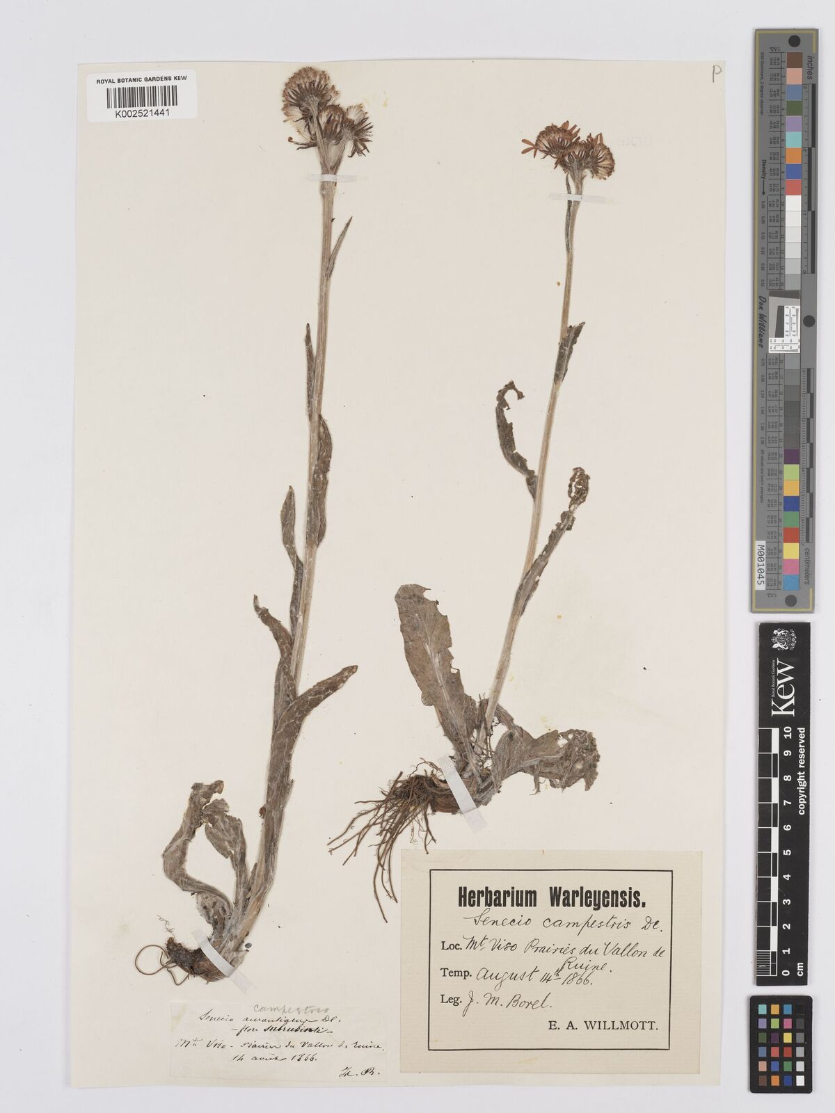 Tephroseris integrifolia subsp. capitata (Wahlenb.) B.Nord. | Plants of ...