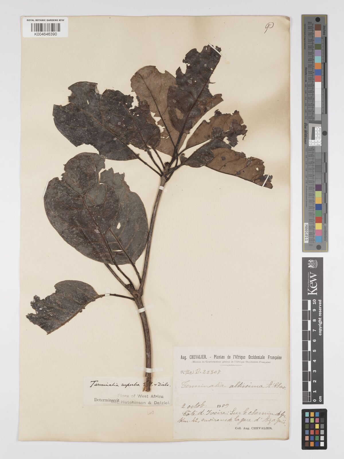 Terminalia superba Engl. & Diels | Plants of the World Online | Kew Science