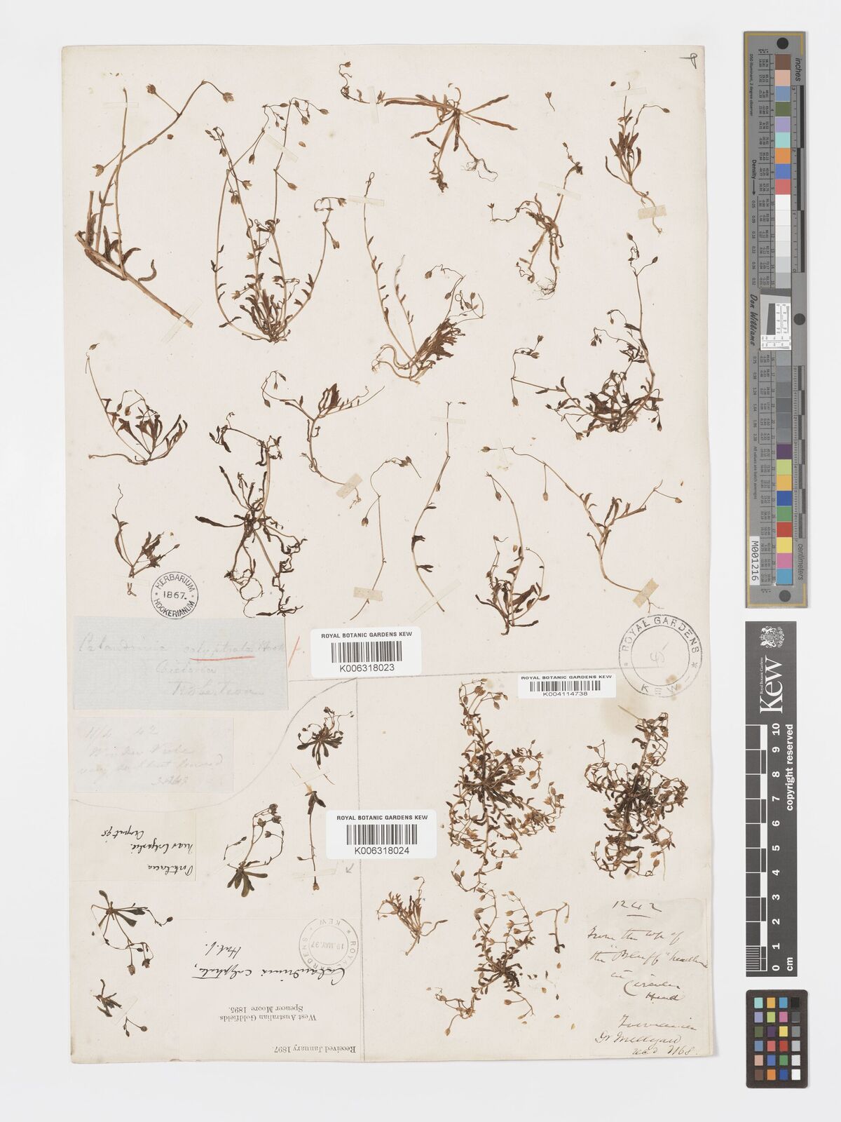 Parakeelya calyptrata (Hook.f.) Hershk. | Plants of the World Online ...