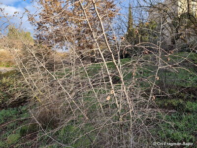 Paliurus spina-christi Mill. | Plants of the World Online | Kew Science