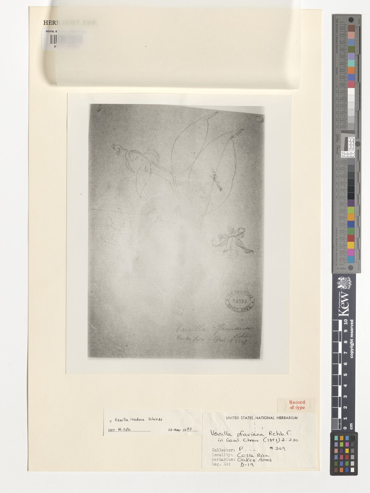 Vanilla inodora Schiede | Plants of the World Online | Kew Science