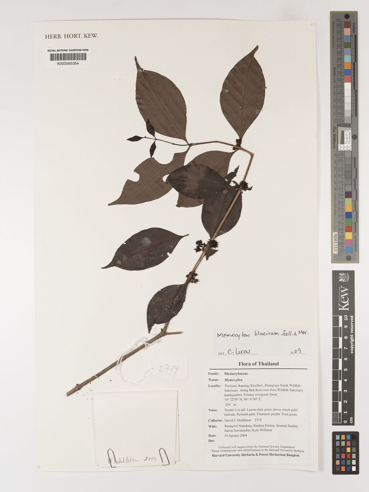 Memecylon lilacinum Zoll. & Moritzi | Plants of the World Online | Kew ...