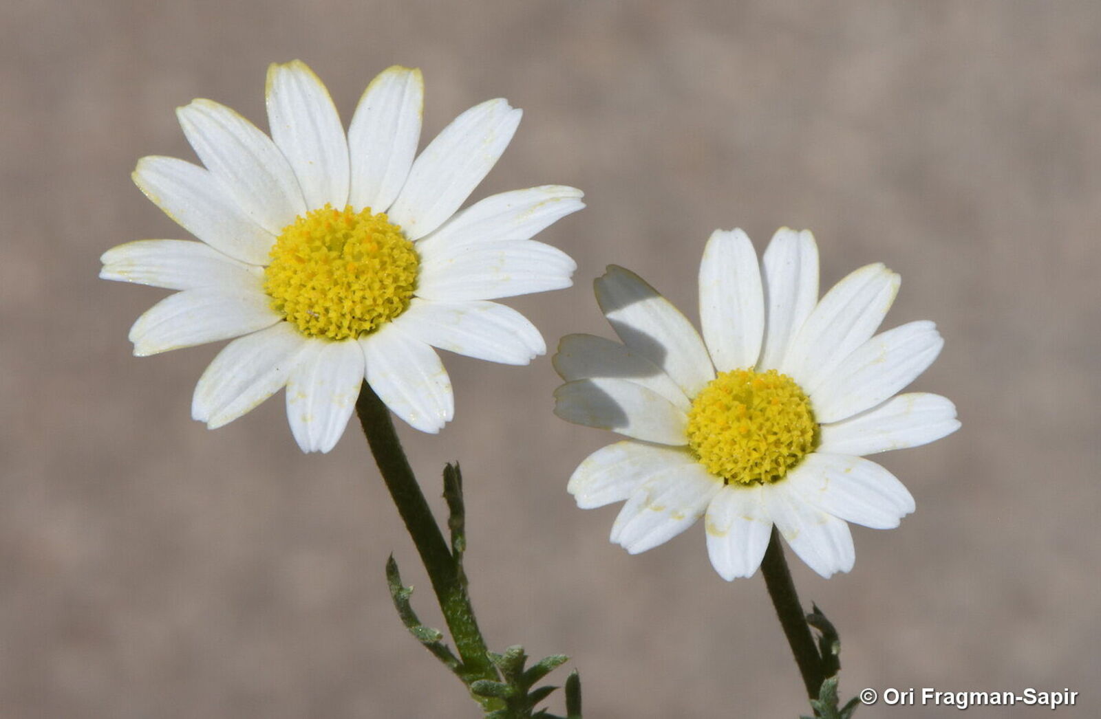 Anthemis indurata Delile | Plants of the World Online | Kew Science