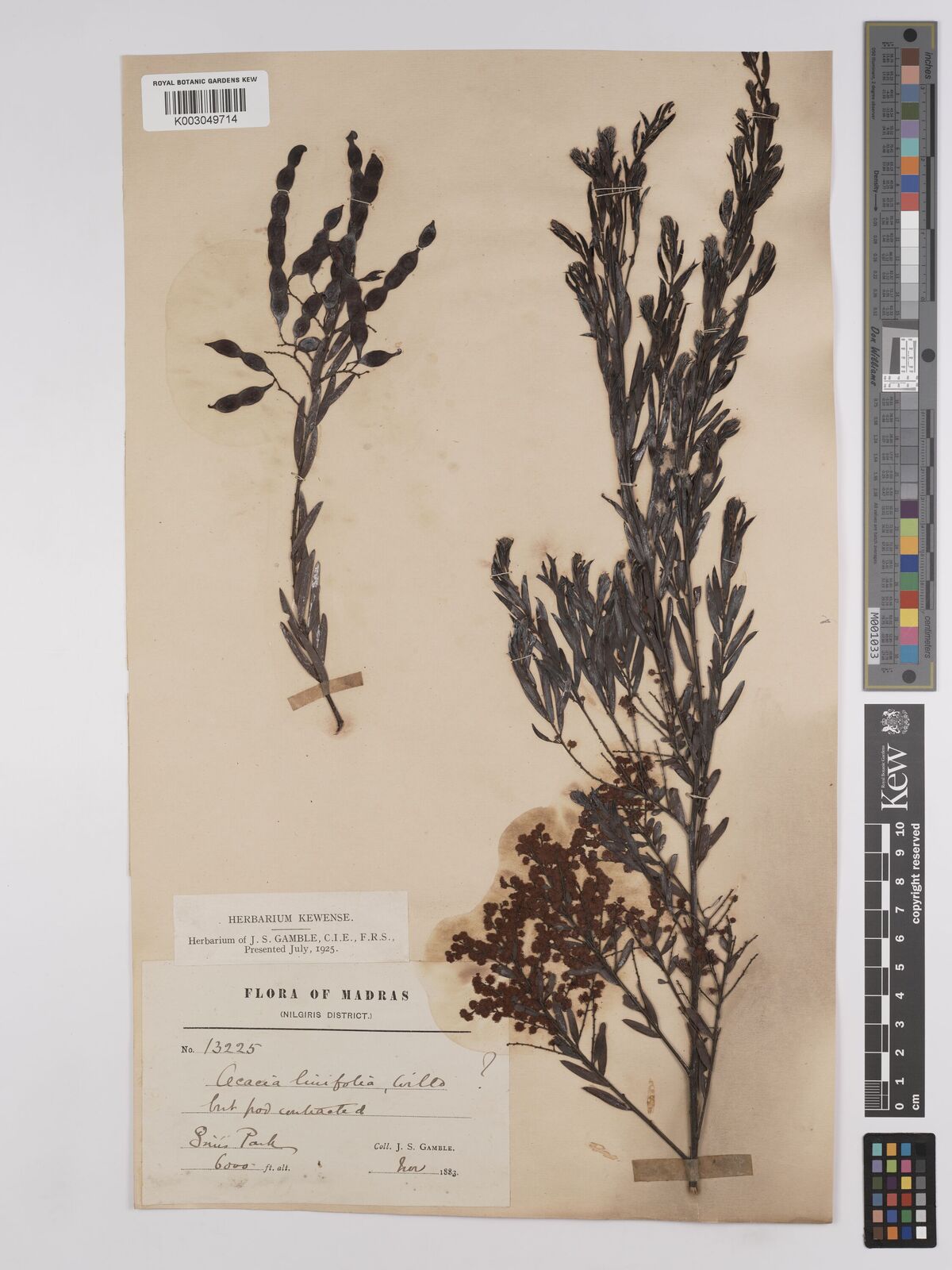 Acacia linifolia (Vent.) Willd. | Plants of the World Online | Kew Science