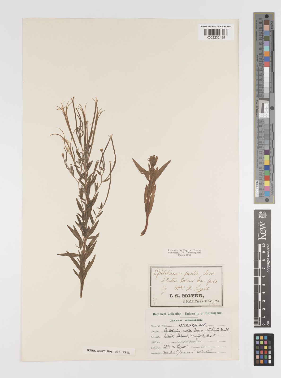 Epilobium densum Raf. | Plants of the World Online | Kew Science