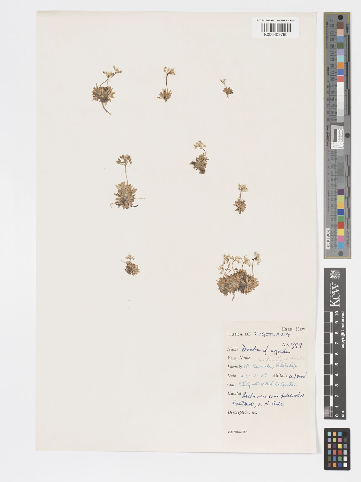 Draba compacta Schott, Nyman & Kotschy | Plants of the World Online ...