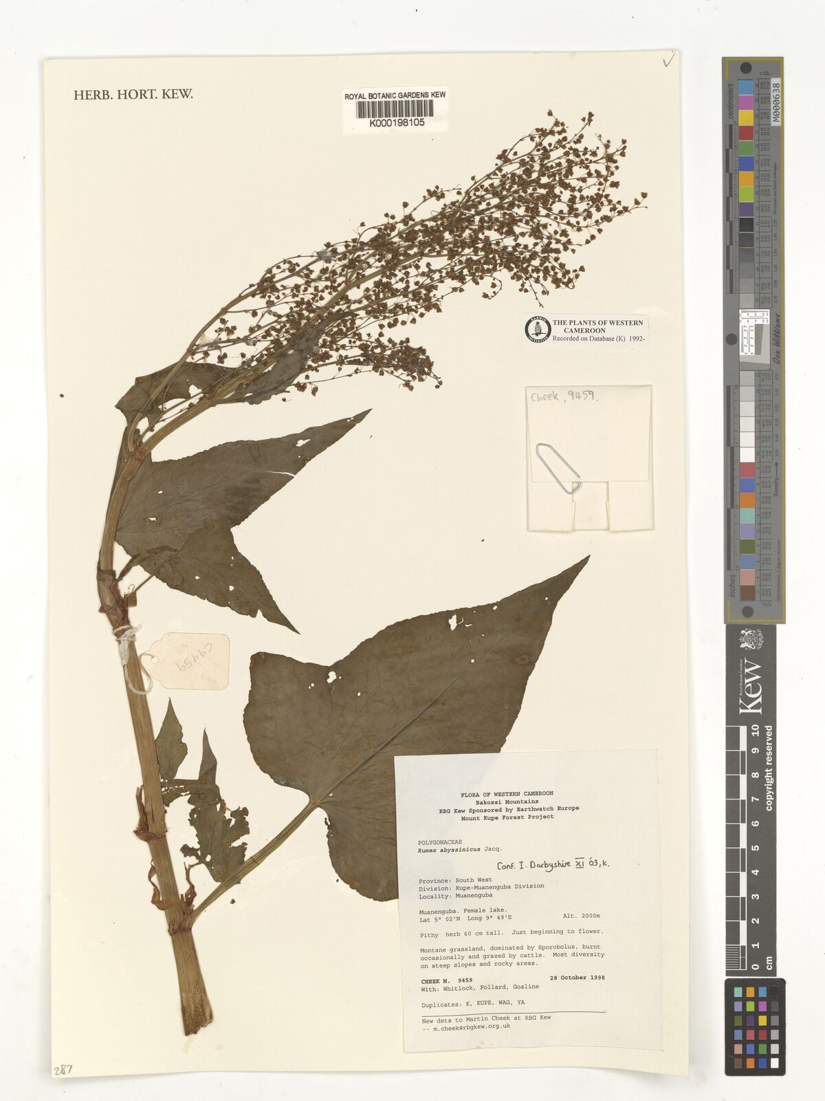 Rumex abyssinicus Jacq. | Plants of the World Online | Kew Science