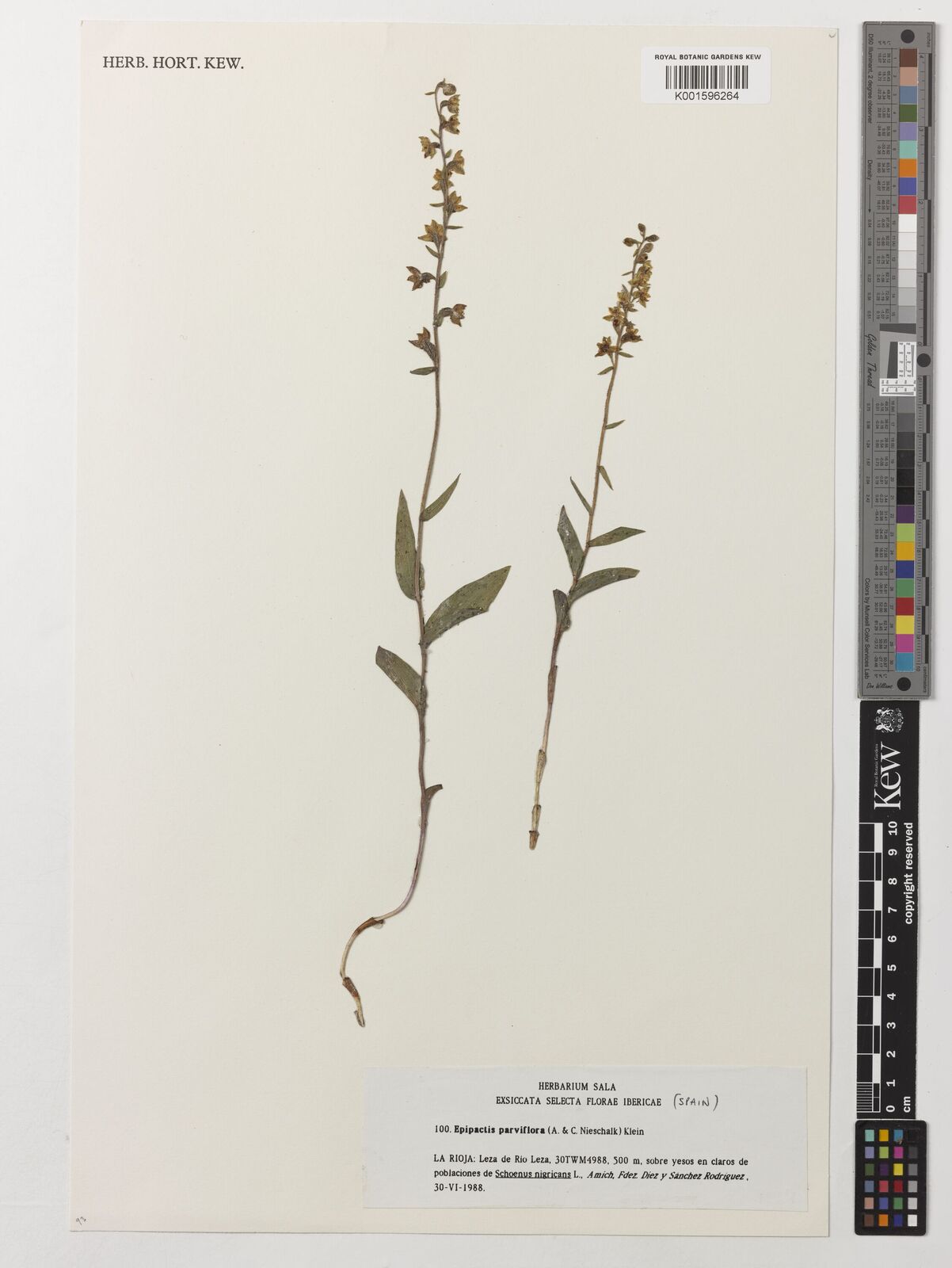 Goodyera procera (Ker Gawl.) Hook. | Plants of the World Online | Kew ...