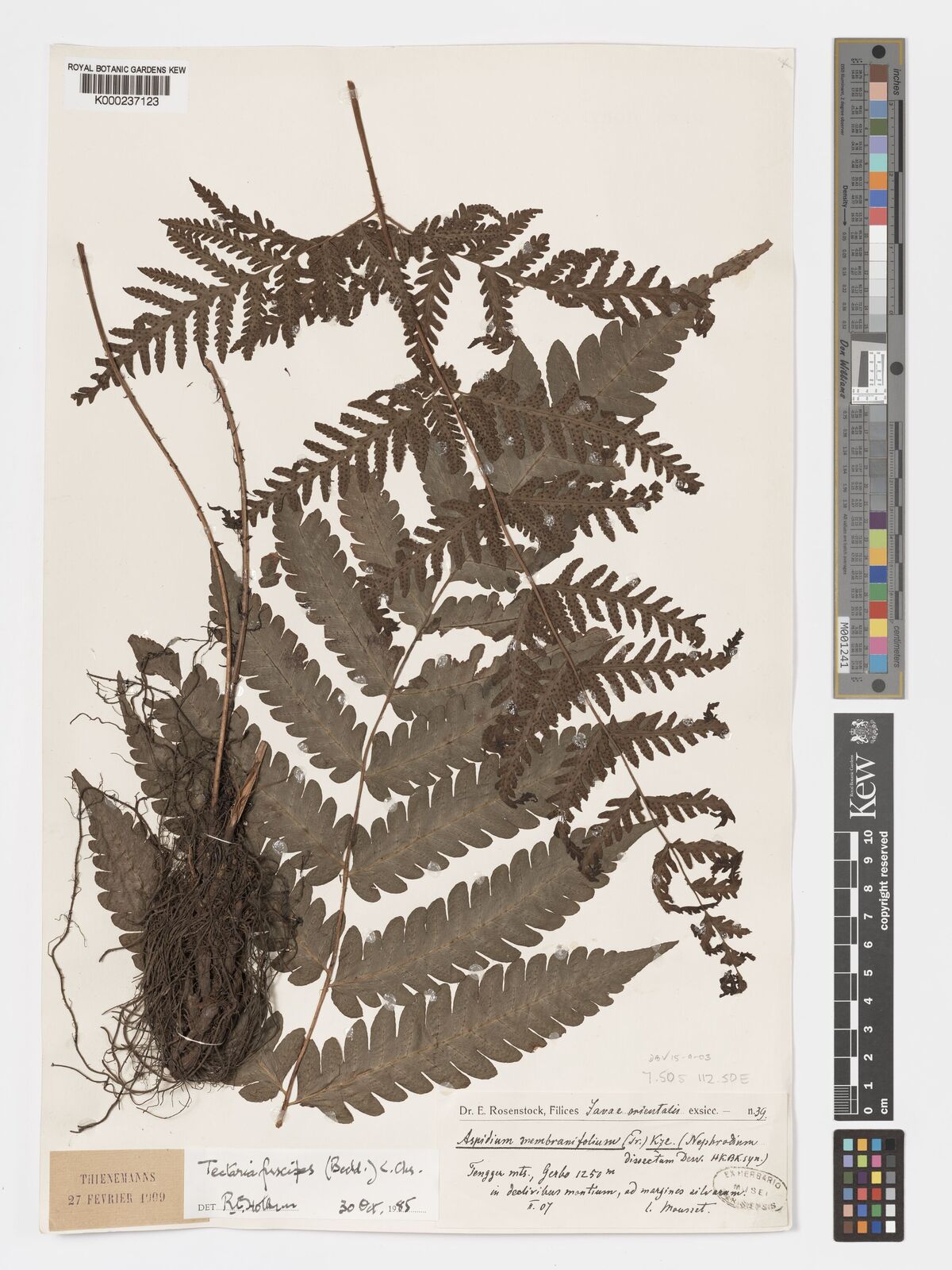 Tectaria fuscipes (Wall. ex Bedd.) C.Chr. | Plants of the World Online ...