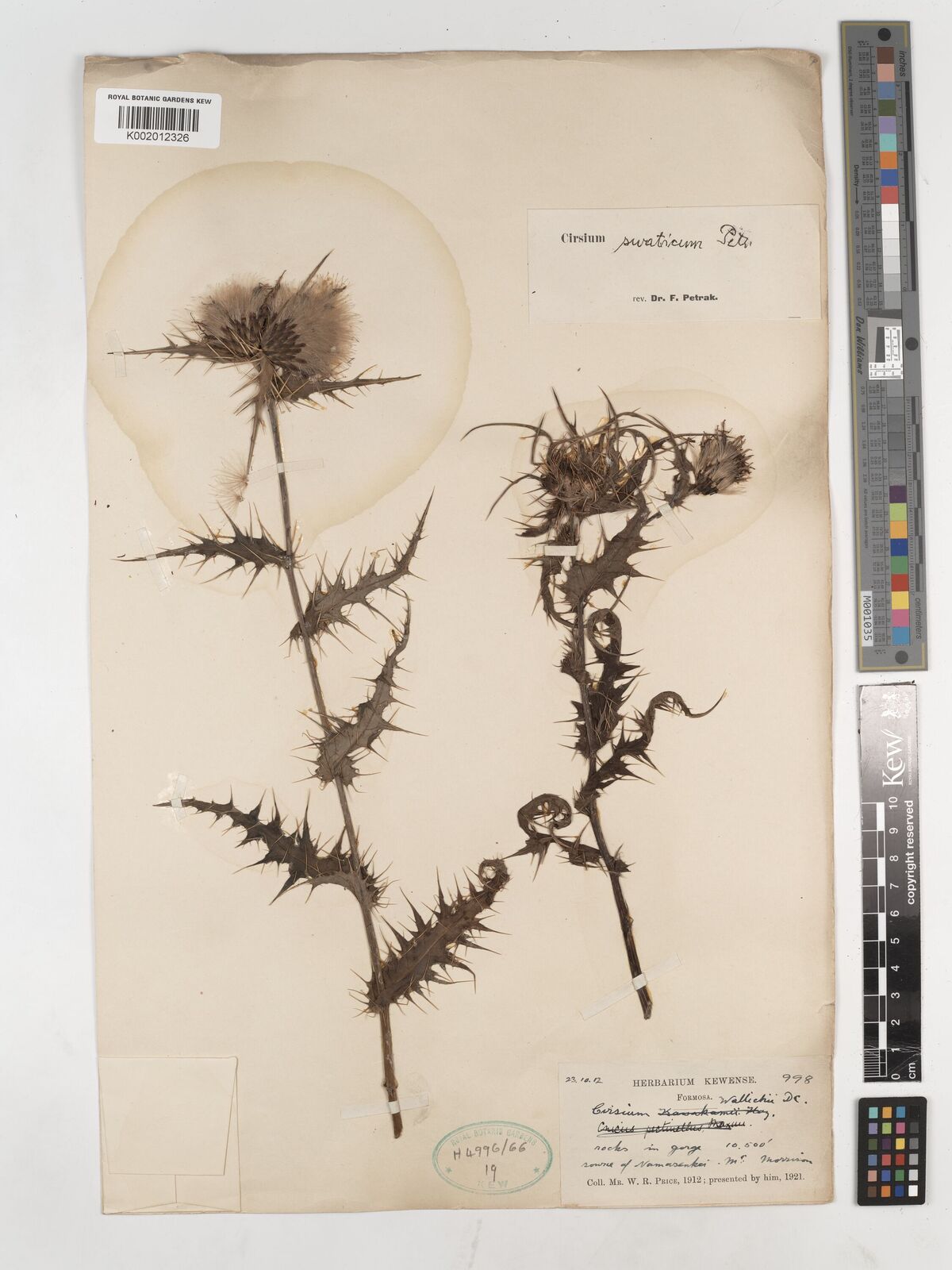 Cirsium swaticum Petr. | Plants of the World Online | Kew Science