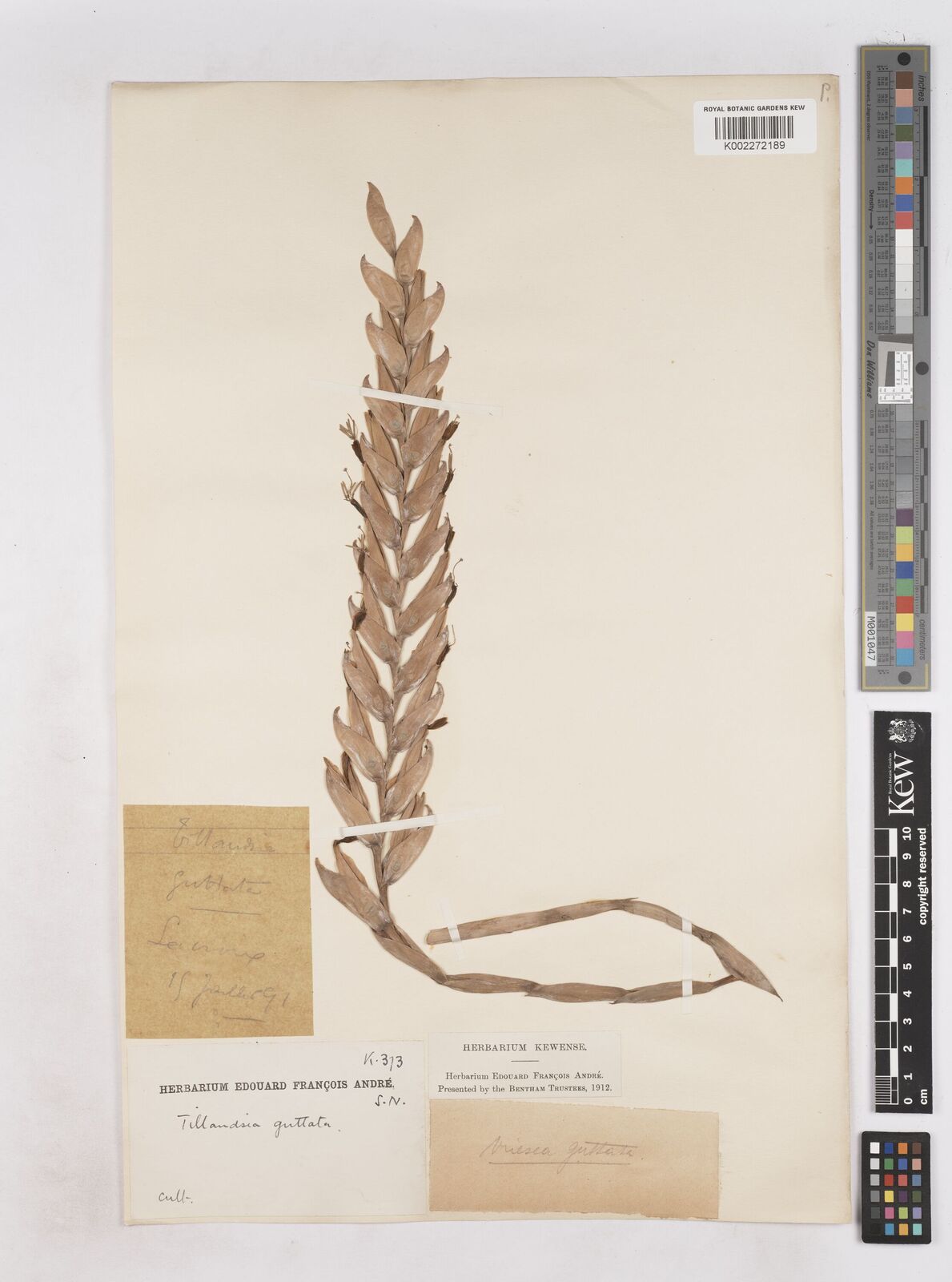 Vriesea guttata Linden & André | Plants of the World Online | Kew Science