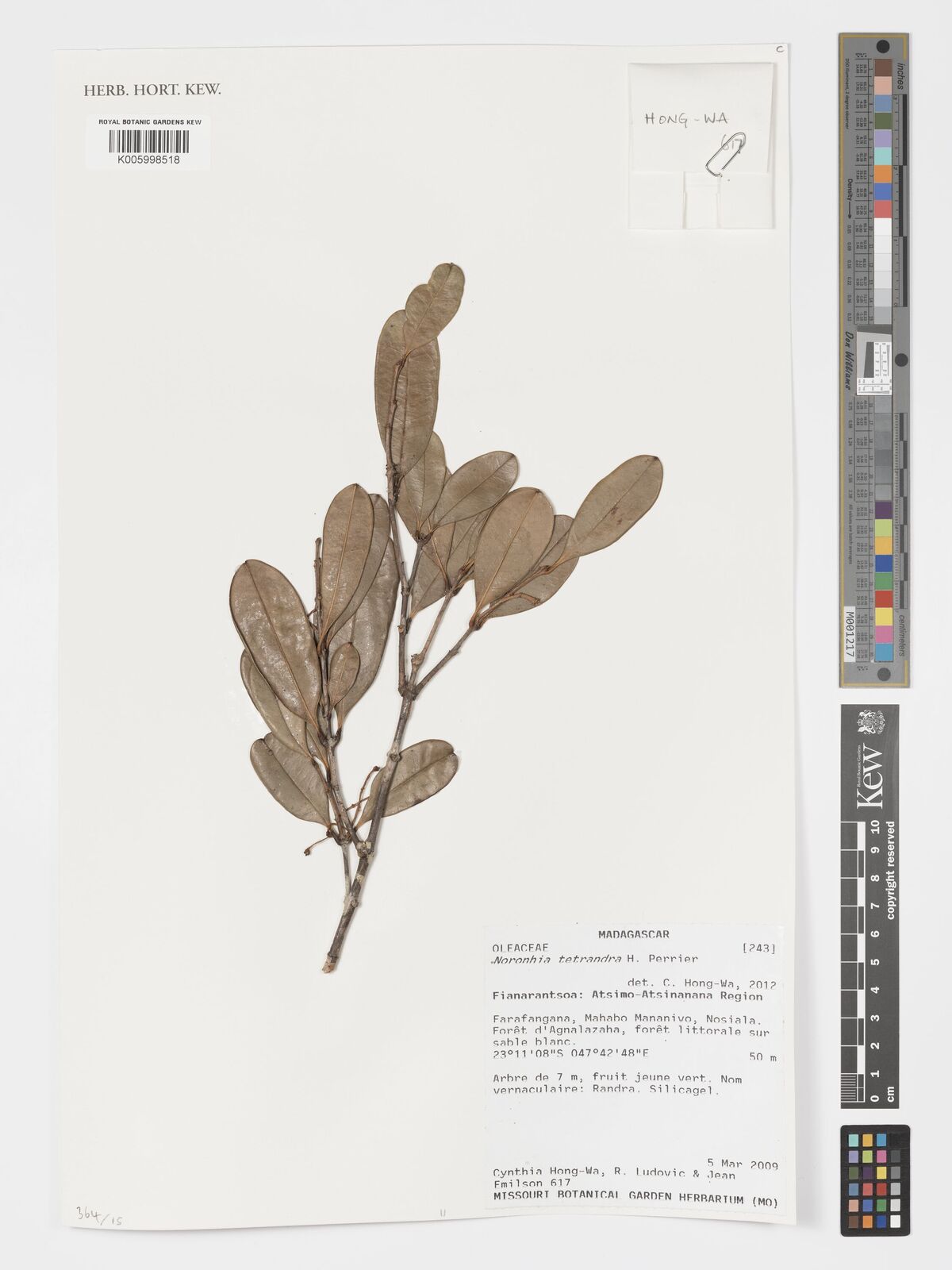 Noronhia tetrandra H.Perrier | Plants of the World Online | Kew Science