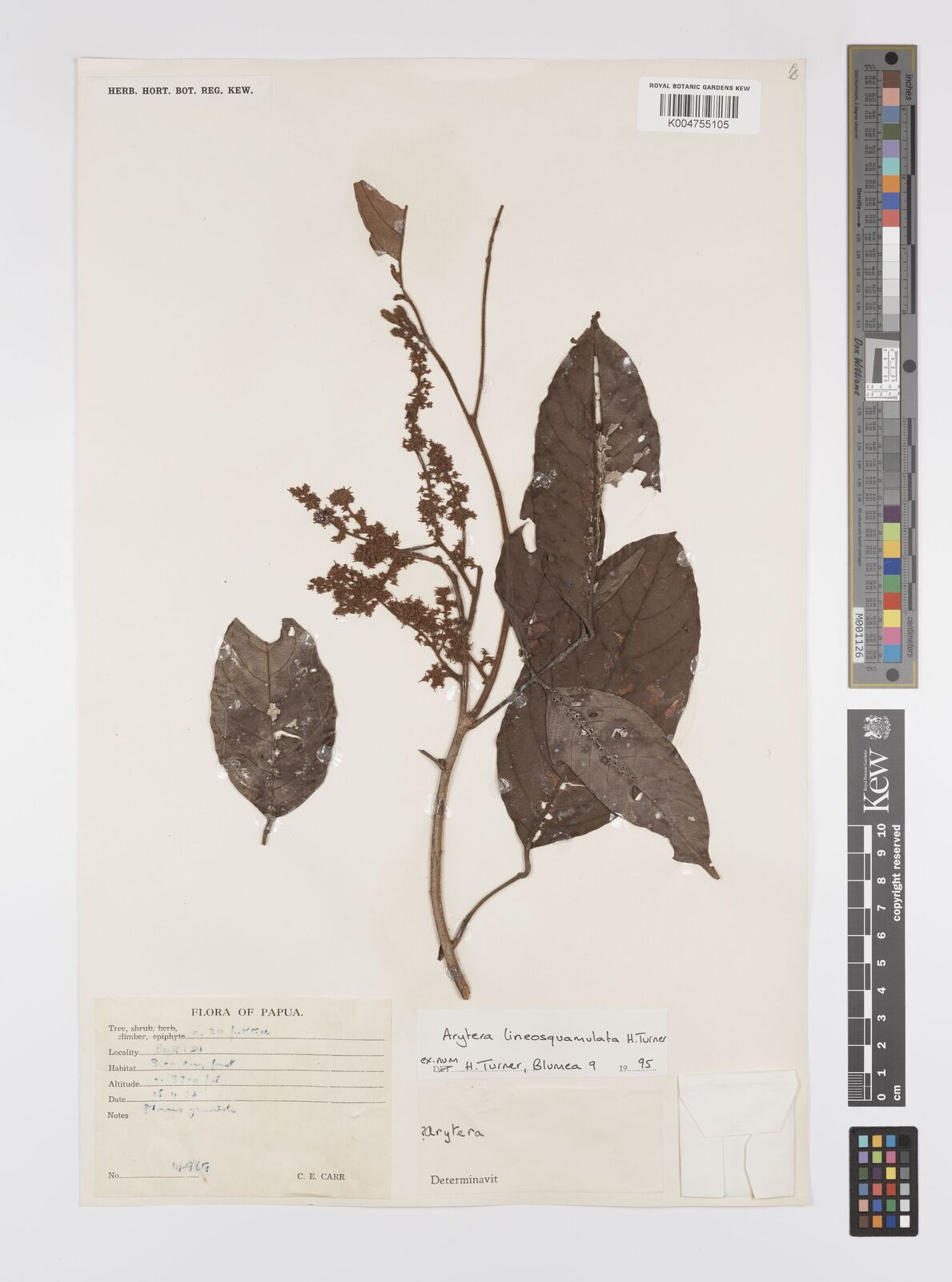 Arytera lineosquamulata H.Turner | Plants of the World Online | Kew Science