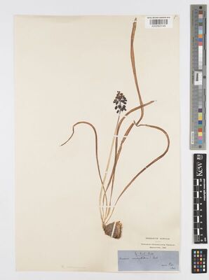 Muscari commutatum Guss. | Plants of the World Online | Kew Science