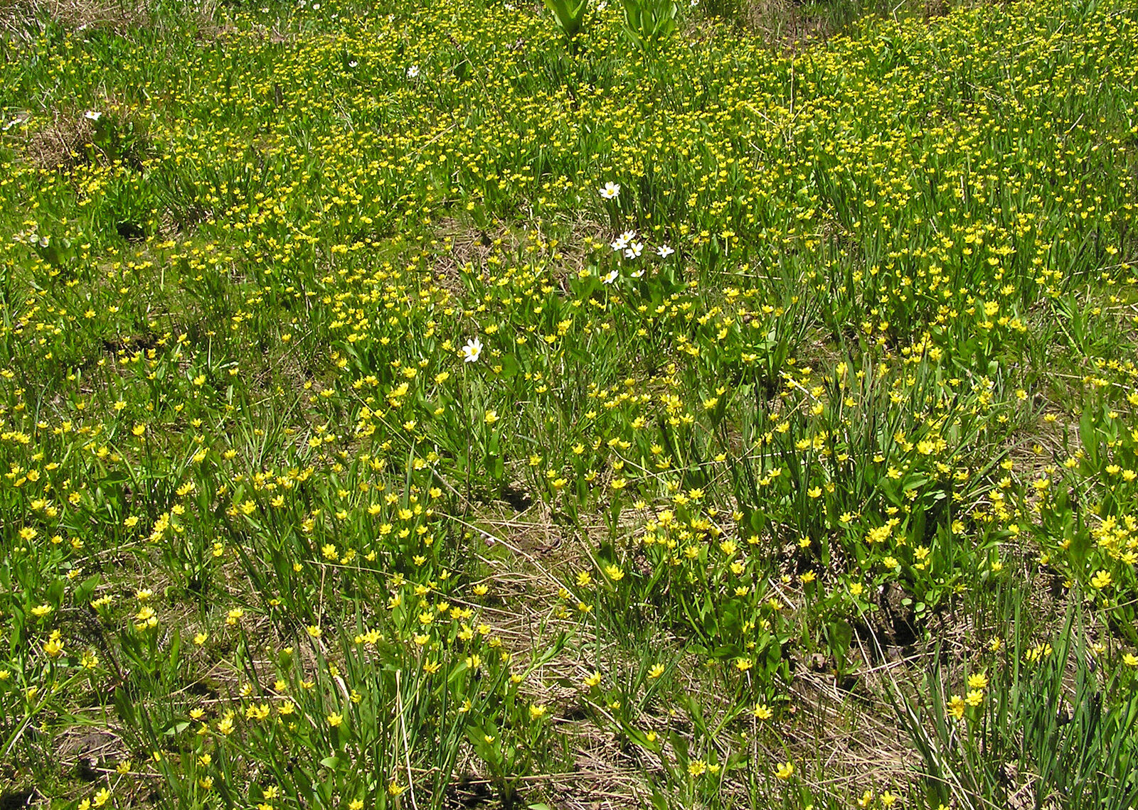 Ranunculus alismifolius Geyer ex Benth. | Plants of the World Online ...